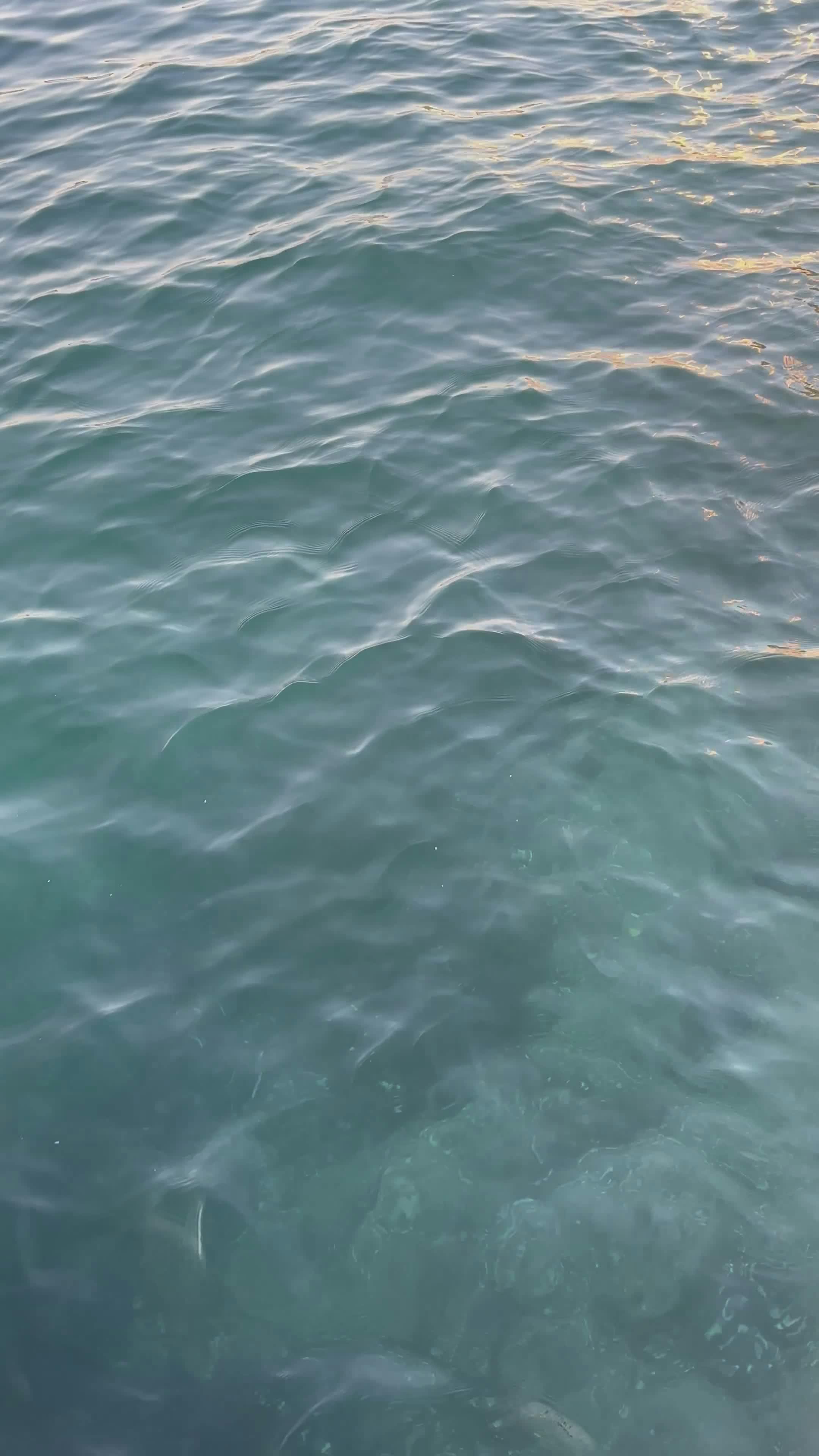 Deep Dish Pizza Videos, Download The BEST Free 4k Stock Video Footage ...