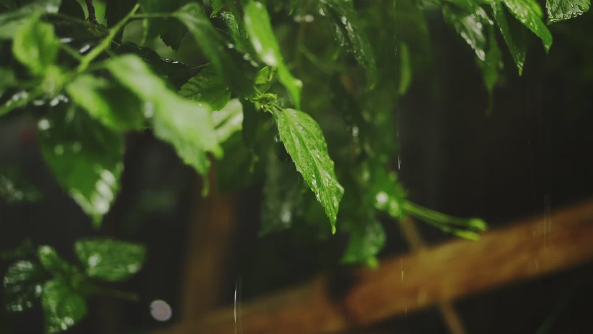 Videos+Xxl Videos, Download The BEST Free 4k Stock Video Footage & Videos+Xxl HD Video Clips