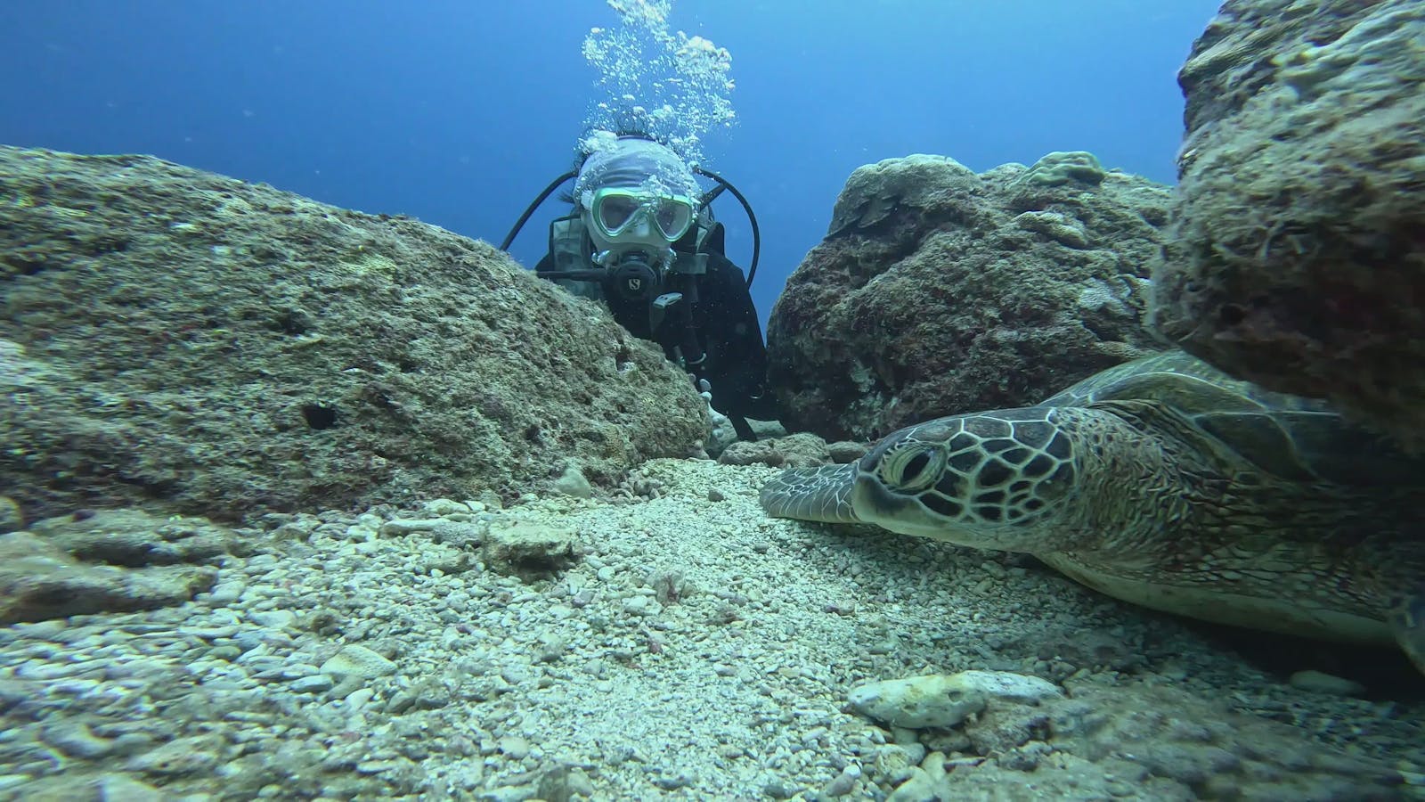 Sea Turtle Swimming Videos, Download The BEST Free 4k Stock Video ...