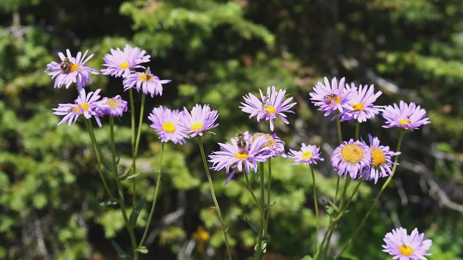 British+Granny Videos, Download The BEST Free 4k Stock Video Footage & British+Granny HD Video Clips