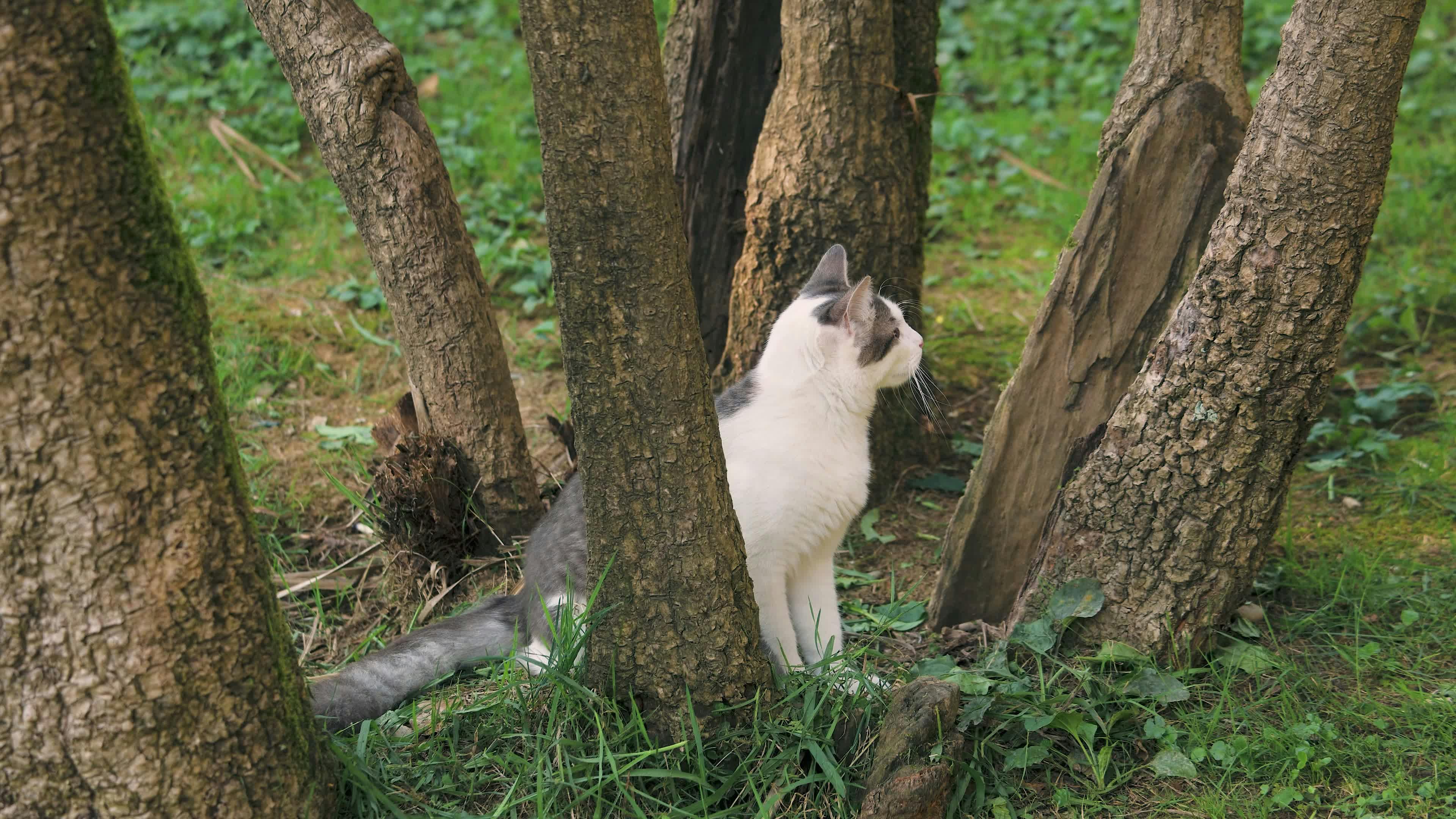 Standardowe Purr Videos, Download The BEST Free 4k Stock Video Footage ...