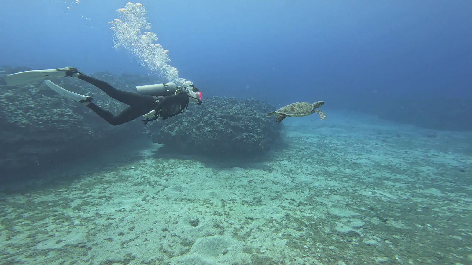 Scuba Diving Videos, Download The BEST Free 4k Stock Video Footage ...