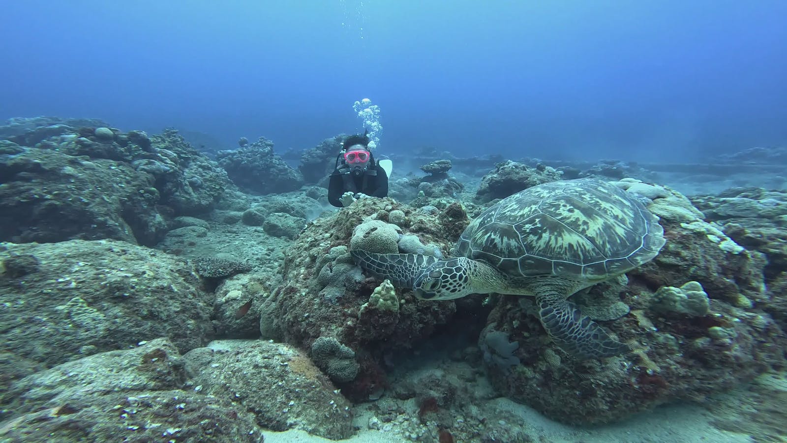 Sea Turtle Swimming Videos, Download The BEST Free 4k Stock Video ...