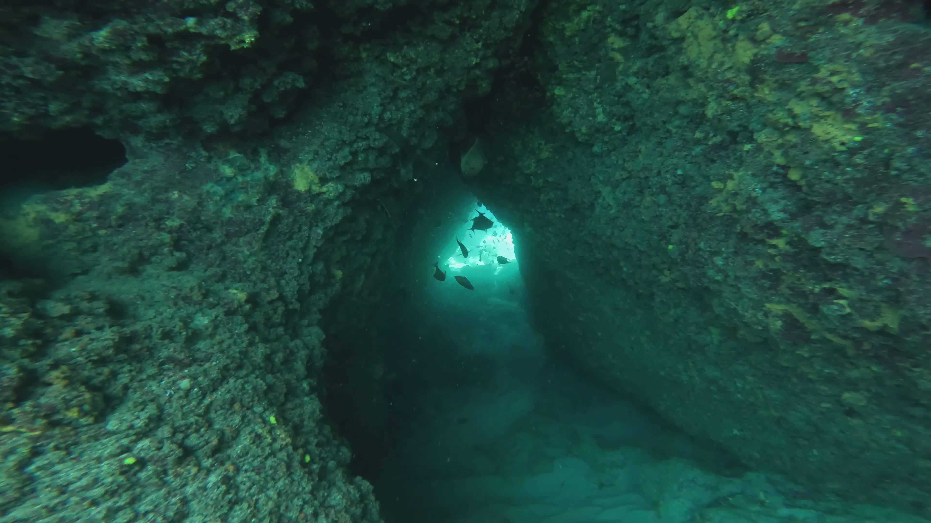Underwater Dive Through Coral Reef Tunnel Free Stock Video Footage ...