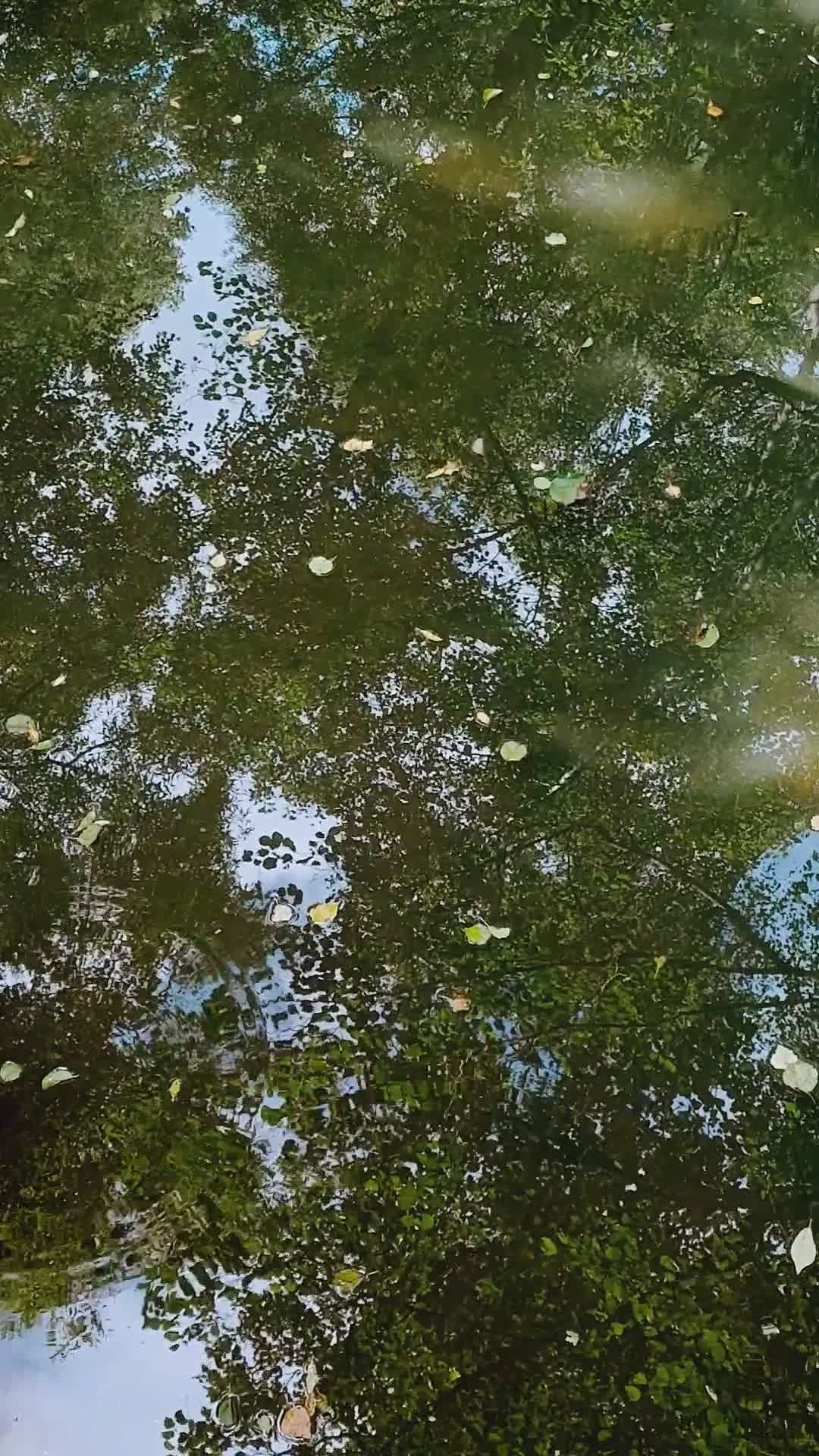 Reflejo Tranquilo De Los árboles Sobre La Superficie Del Agua · Vídeo ...