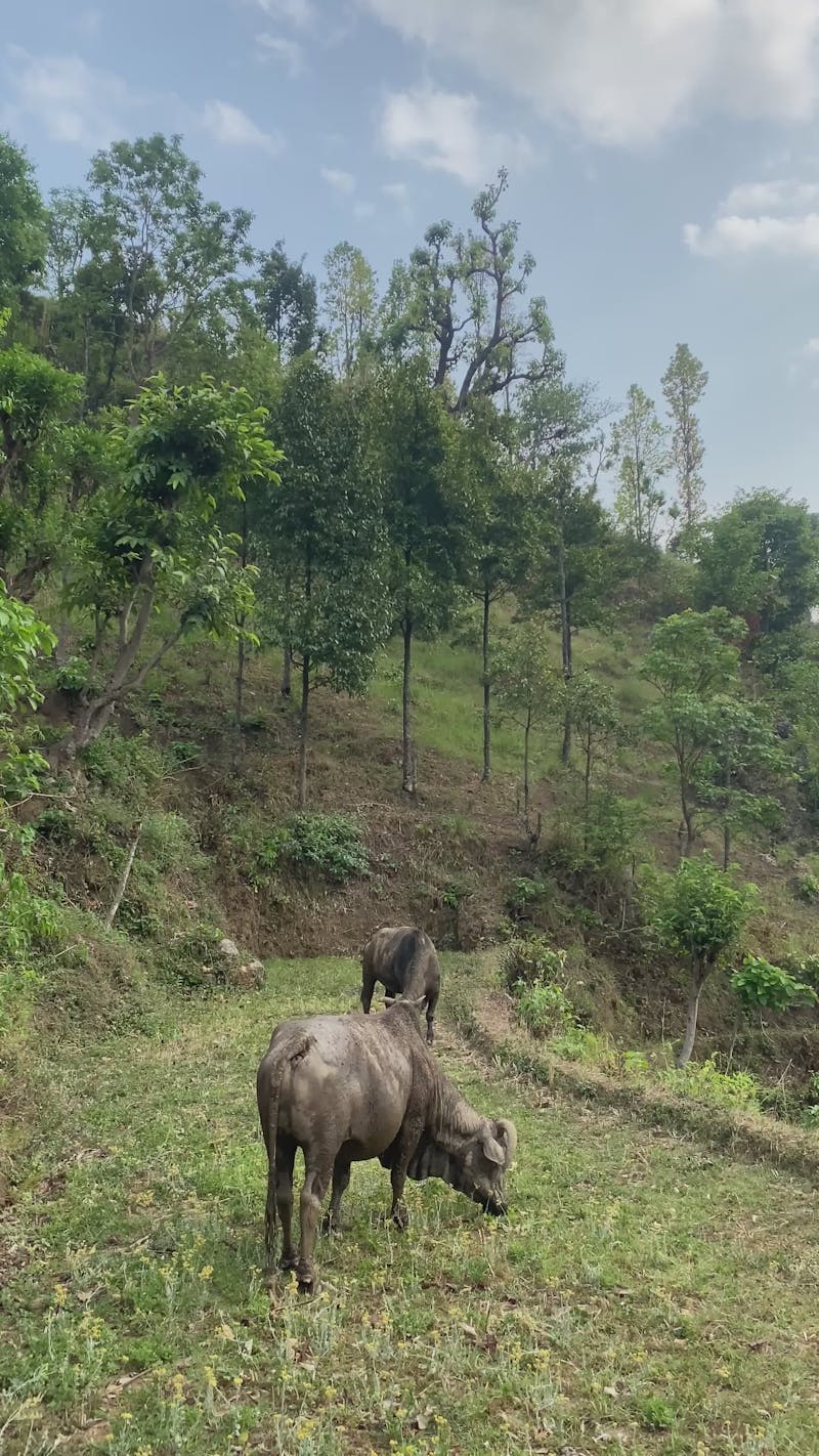 Bhojpuri+Sexy+Video+Bf Videos, Download The BEST Free 4k Stock Video Footage & Bhojpuri+Sexy ...