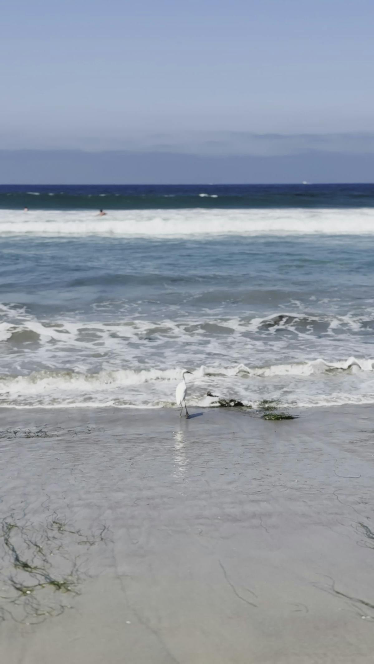 Women+Flashing+At+Beach Videos, Download The BEST Free 4k Stock Video Footage & Women+Flashing ...