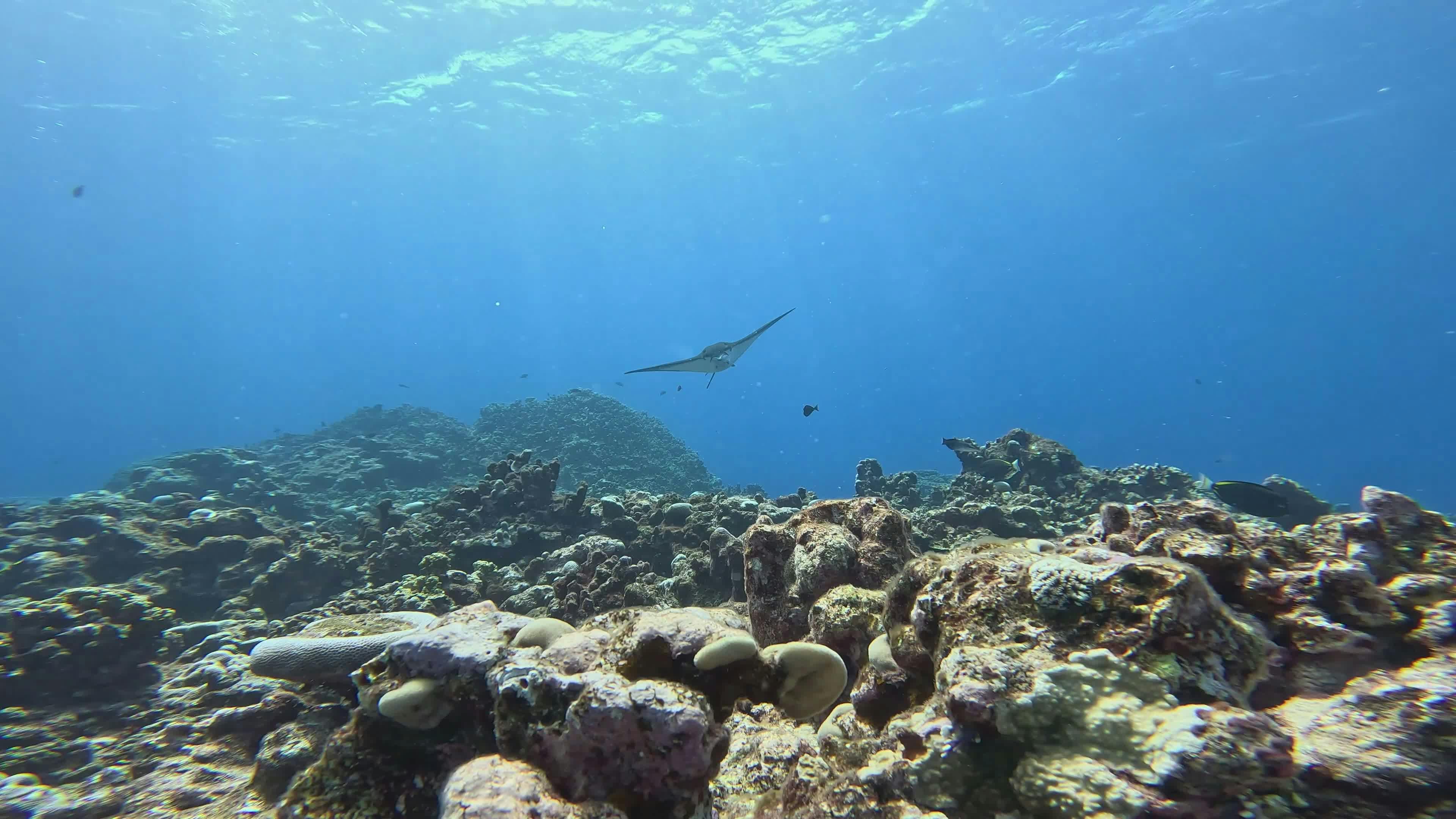 Teen+Deep+Throts Videos, Download The BEST Free 4k Stock Video Footage & Teen+Deep+Throts HD ...