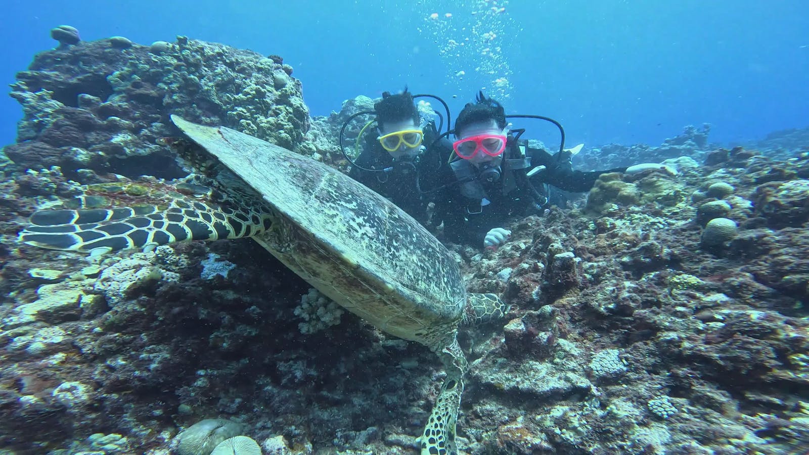 Animated Turtle Videos, Download The BEST Free 4k Stock Video Footage ...