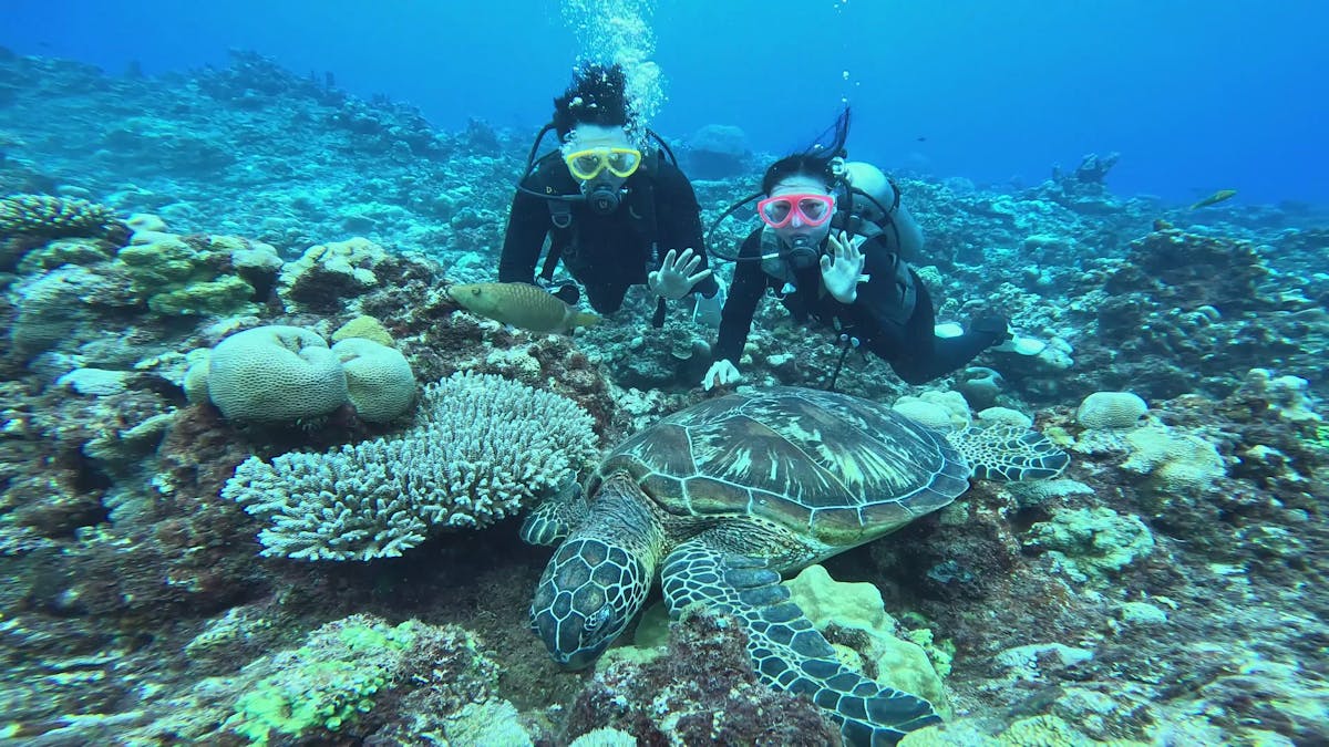 Under The Sea Videos, Download The BEST Free 4k Stock Video Footage ...