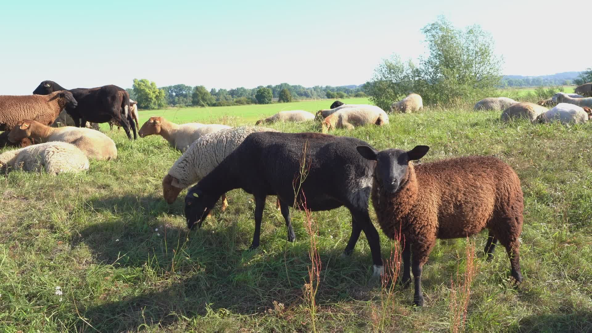 Idyllic Sheep Grazing in Rural Northern Germany Free Stock Video ...