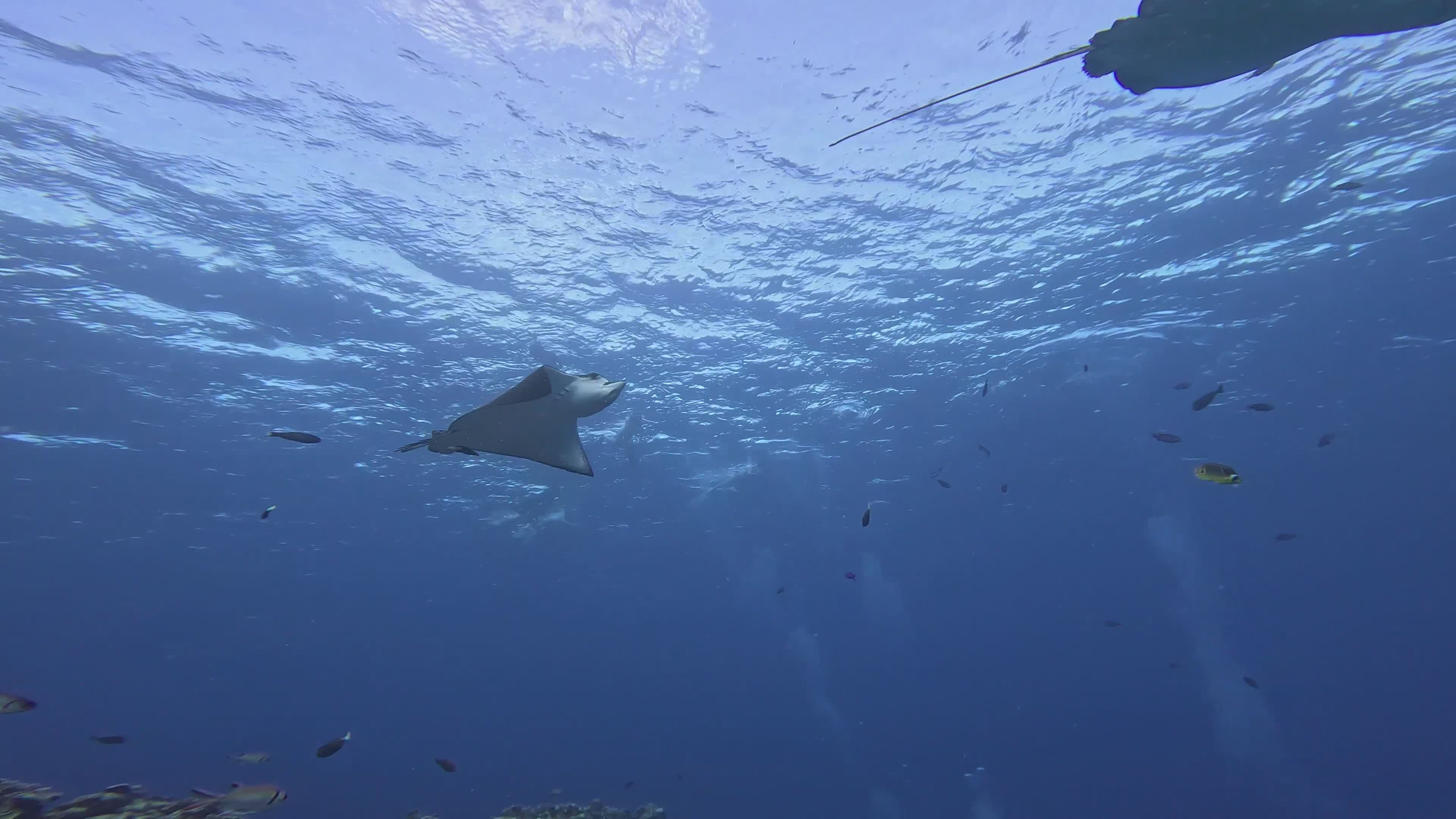 Majestic Manta Rays Gliding Under the Ocean Surface Free Stock Video ...