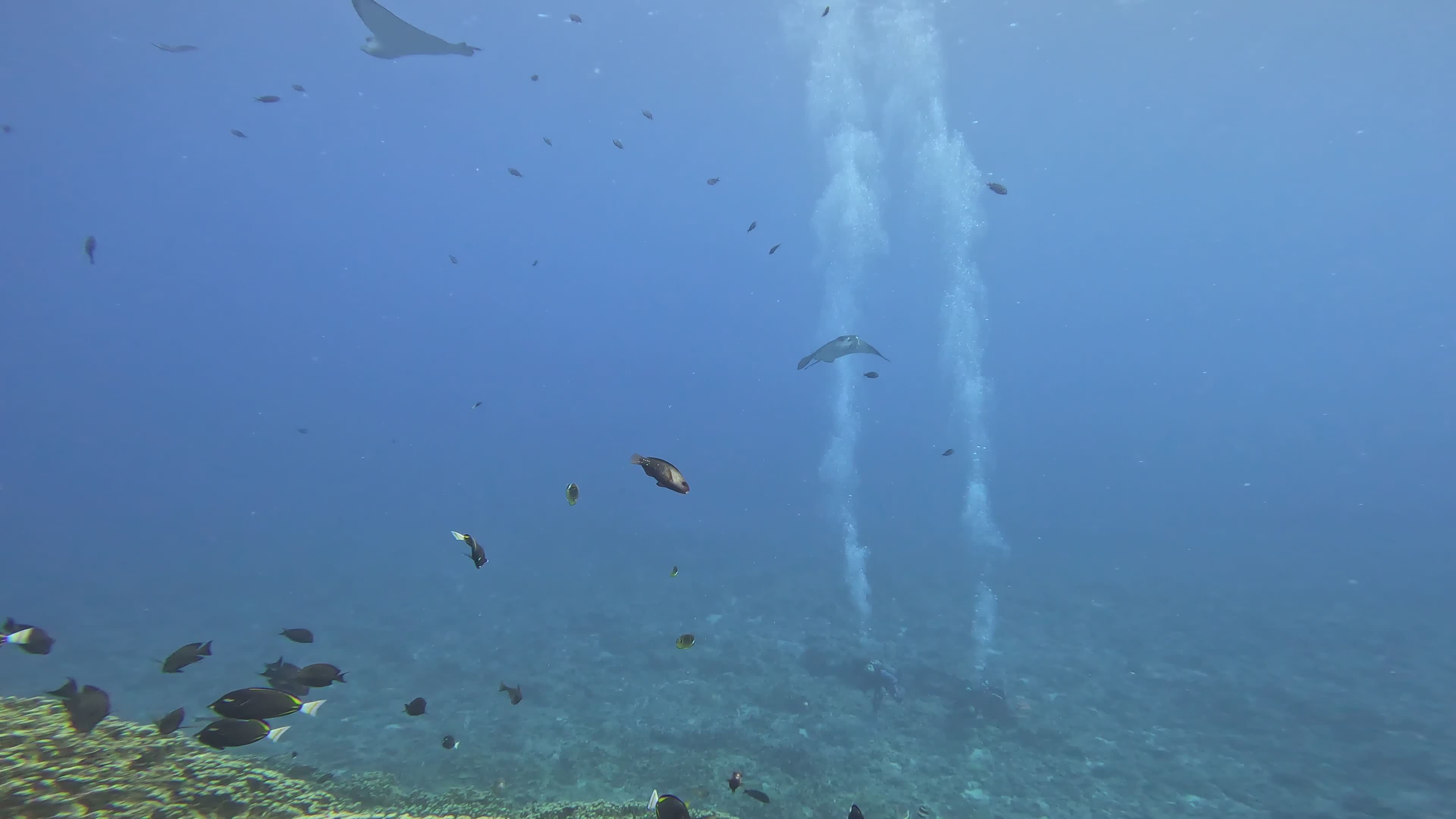 Mesmerizing Underwater Scene with Manta Ray Free Stock Video Footage ...