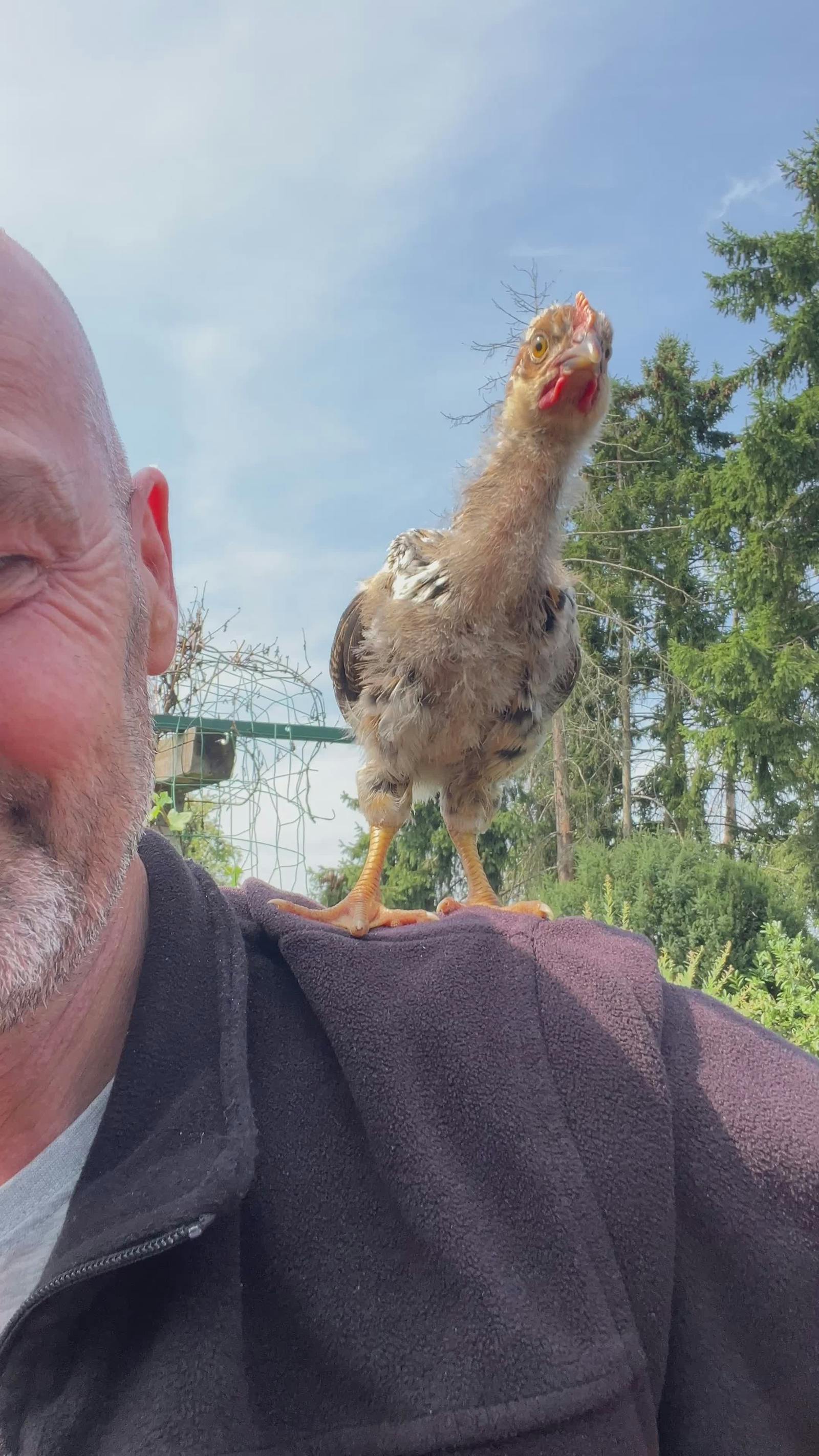 Chicken Animation Videos, Download The BEST Free 4k Stock Video Footage ...