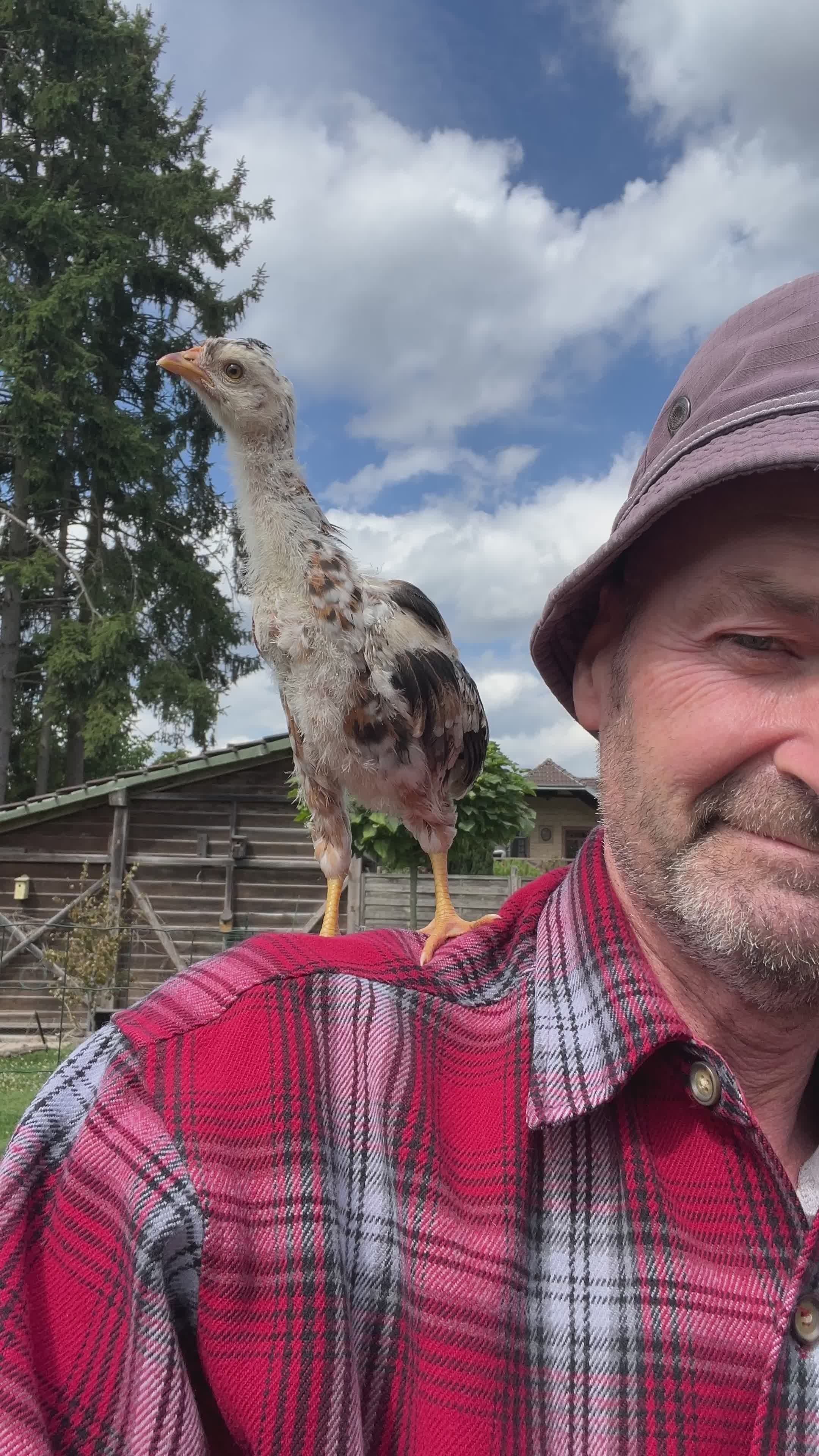 Man with Chicken on Shoulder Outdoors Free Stock Video Footage, Royalty ...