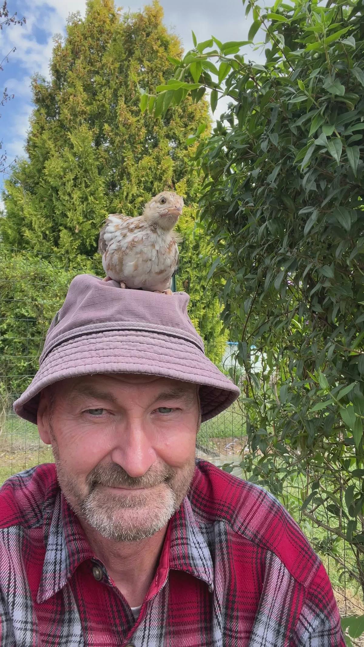 Chicken Animation Videos, Download The BEST Free 4k Stock Video Footage ...