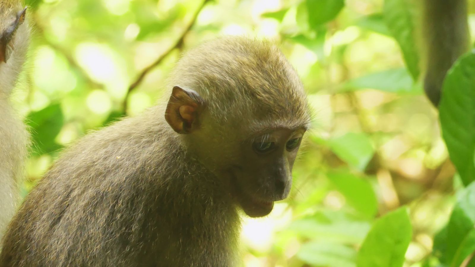 Monkey Smiling Videos, Download The BEST Free 4k Stock Video Footage ...