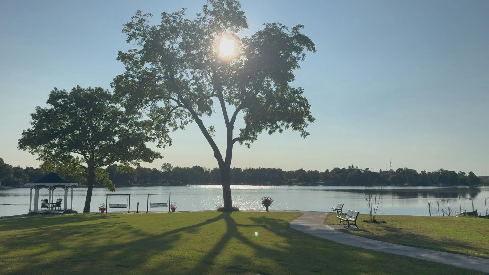 Tree Trees Videos, Download The BEST Free 4k Stock Video Footage & Tree ...