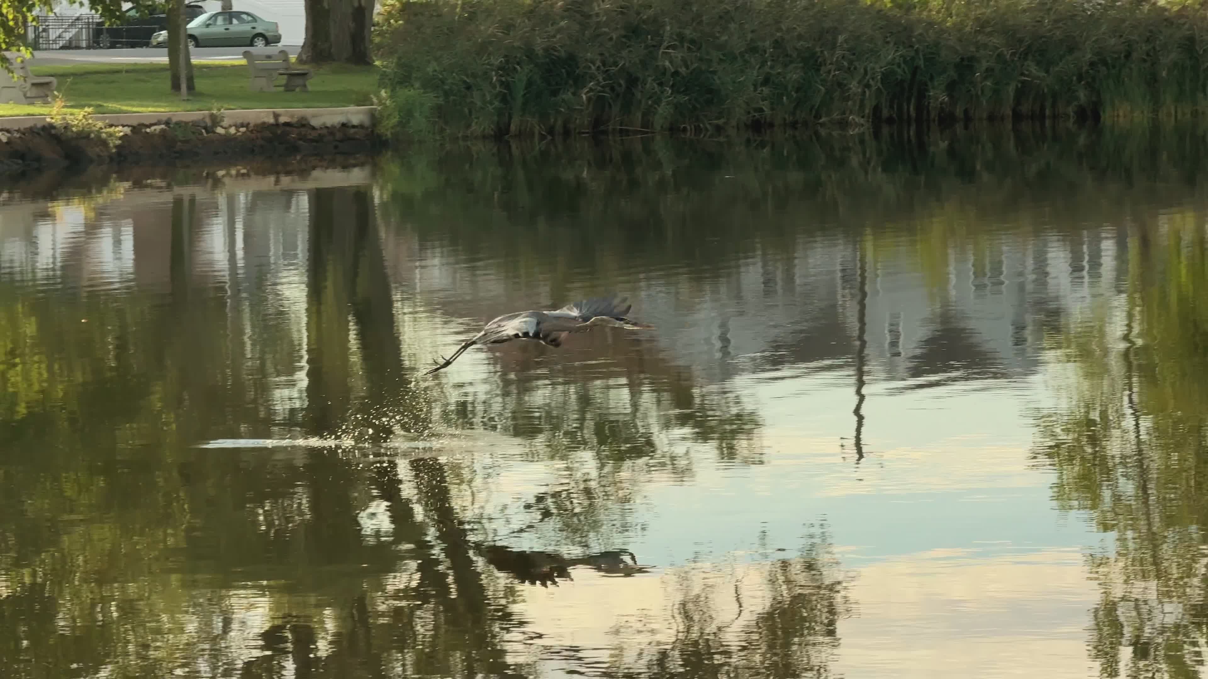 Serene Lake with Bird in Flight and Reflections Free Stock Video ...