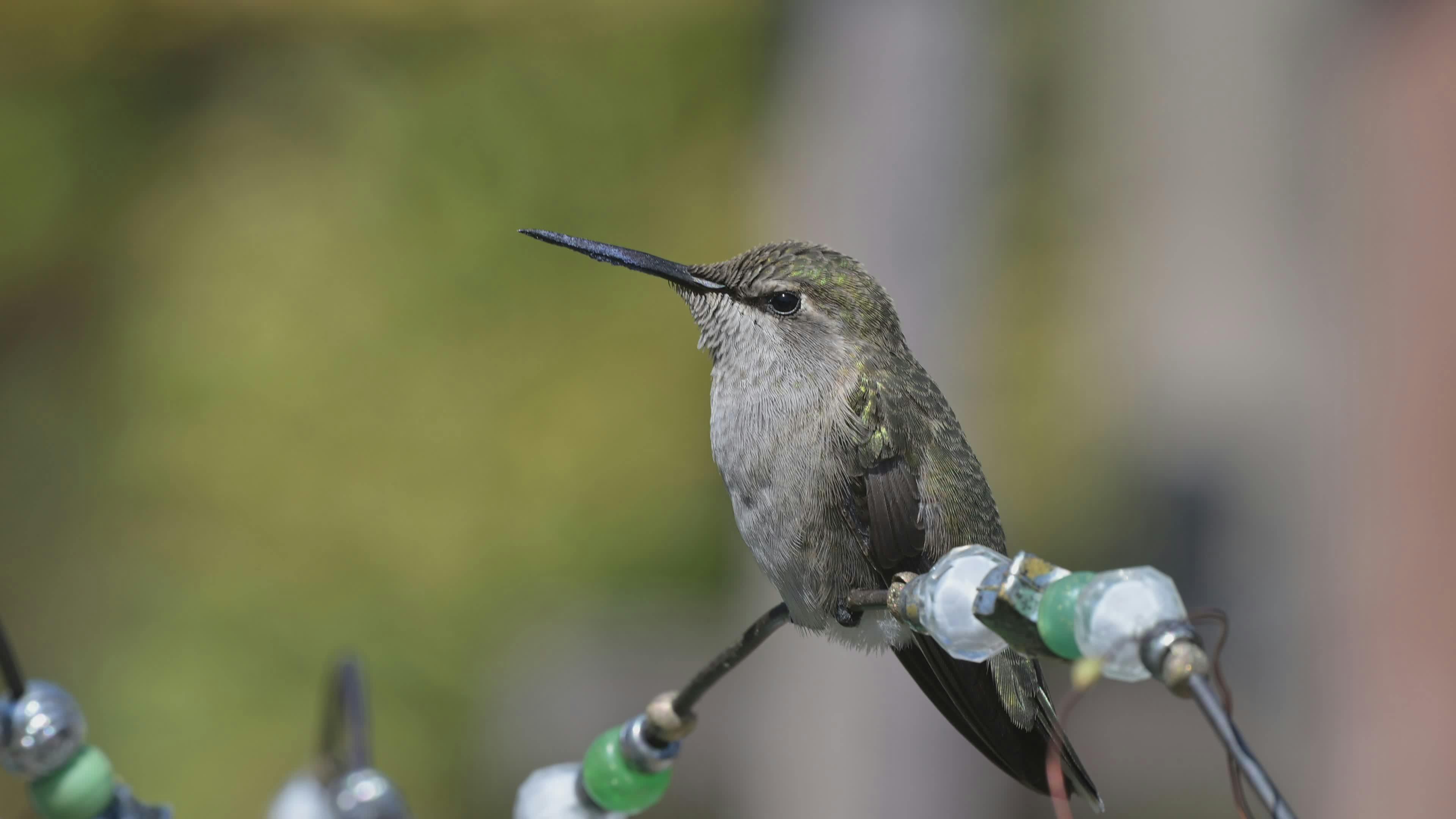 A Bird Flying Videos, Download The BEST Free 4k Stock Video Footage & A ...