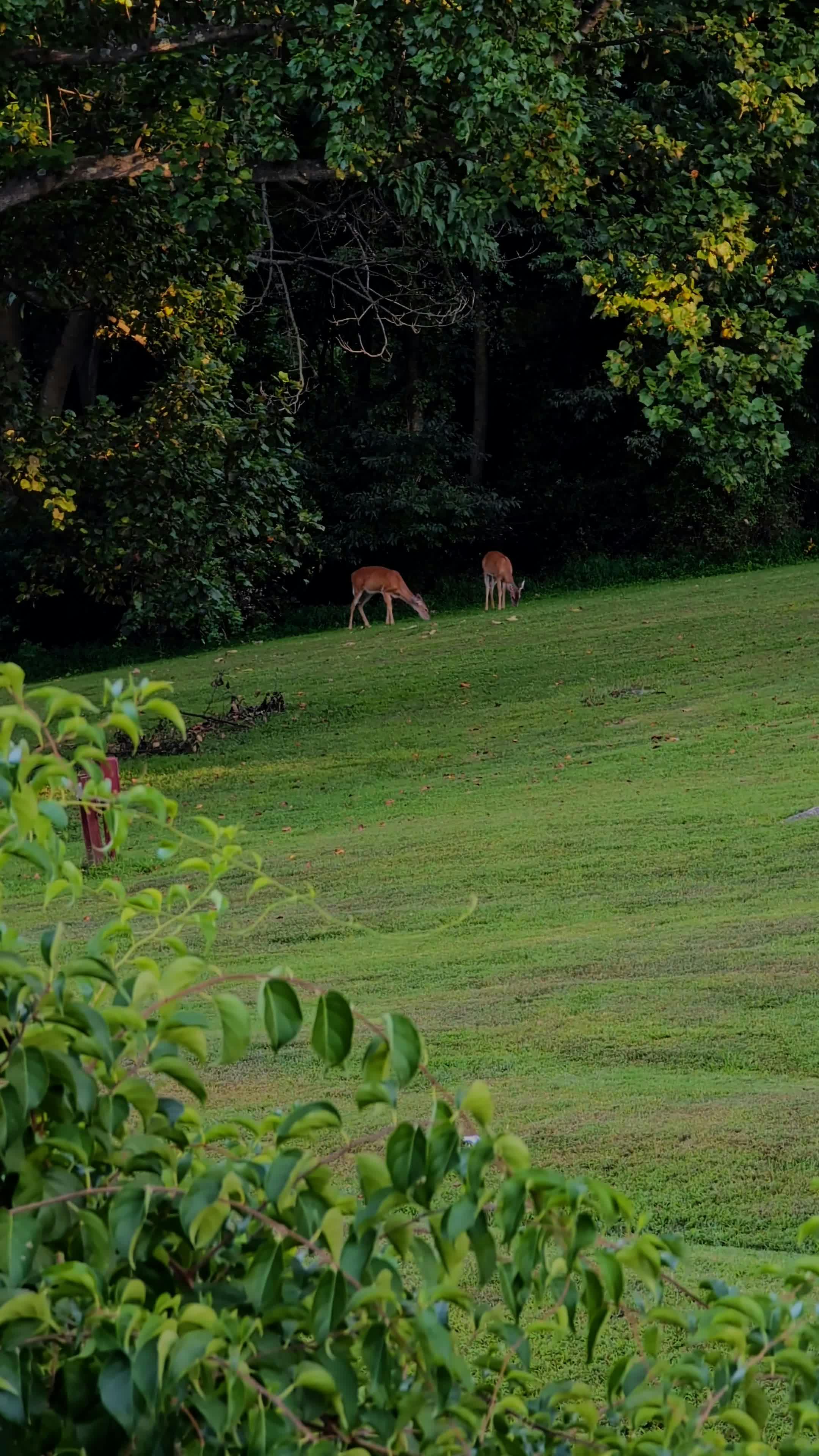 Catgirl+Cream+Filling+Animation Videos, Download The BEST Free 4k Stock ...