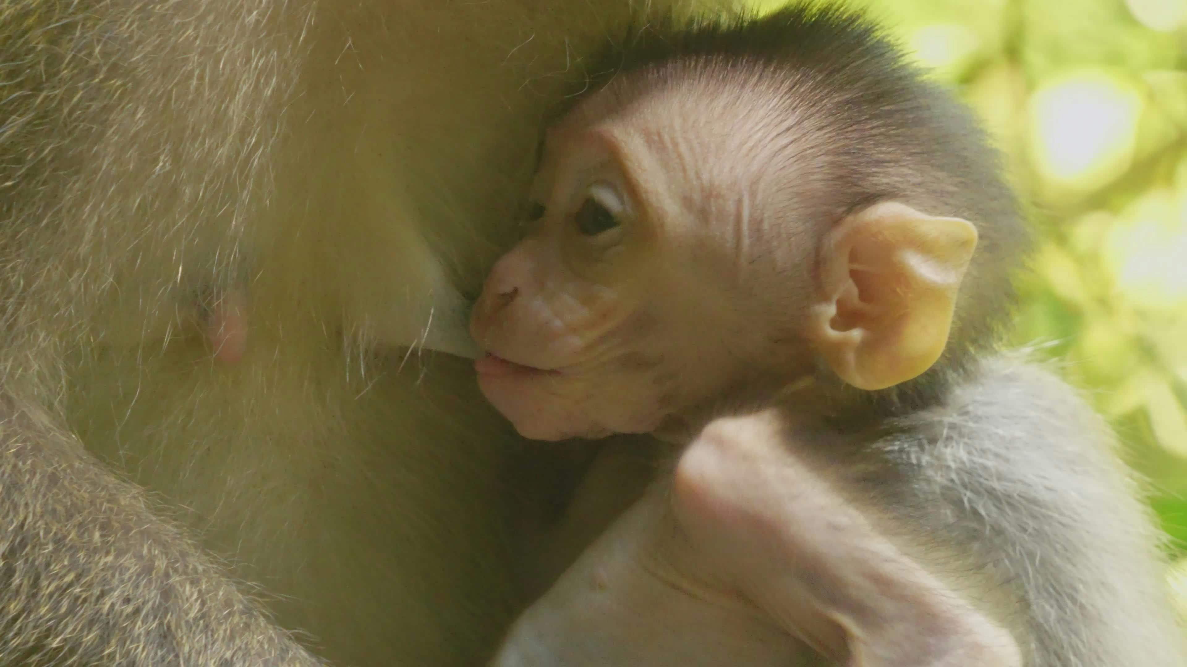 Close-Up of Baby Monkey Nursing in Jungle Free Stock Video Footage ...