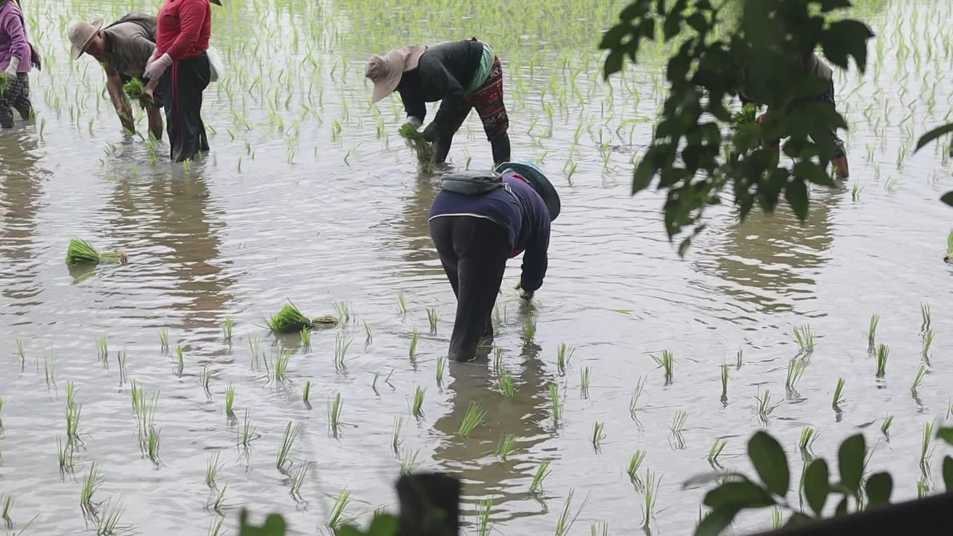 Traditional Rice Planting in Thai Countryside Free Stock Video Footage ...