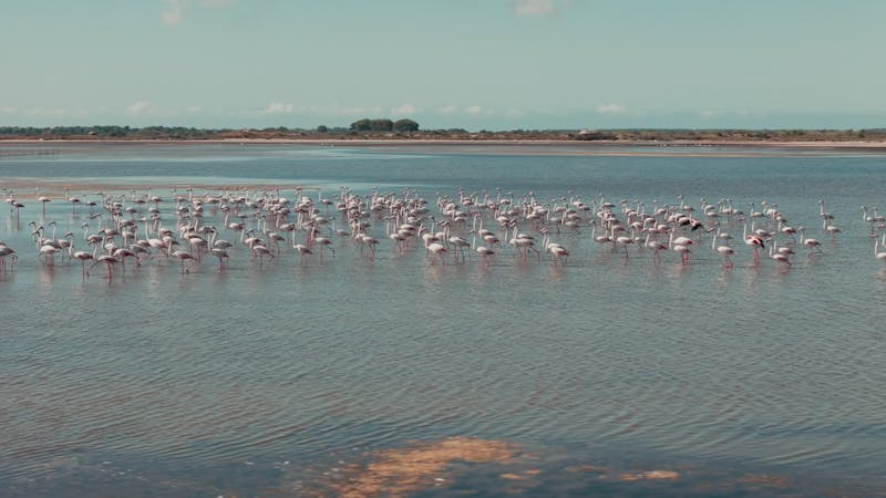 20.000+ Video Kumpulan+ocil+dood Terbaik · Unduh Gratis 100% · Video ...