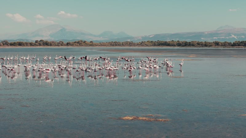 20.000+ Video Kumpulan+ocil+dood Terbaik · Unduh Gratis 100% · Video ...