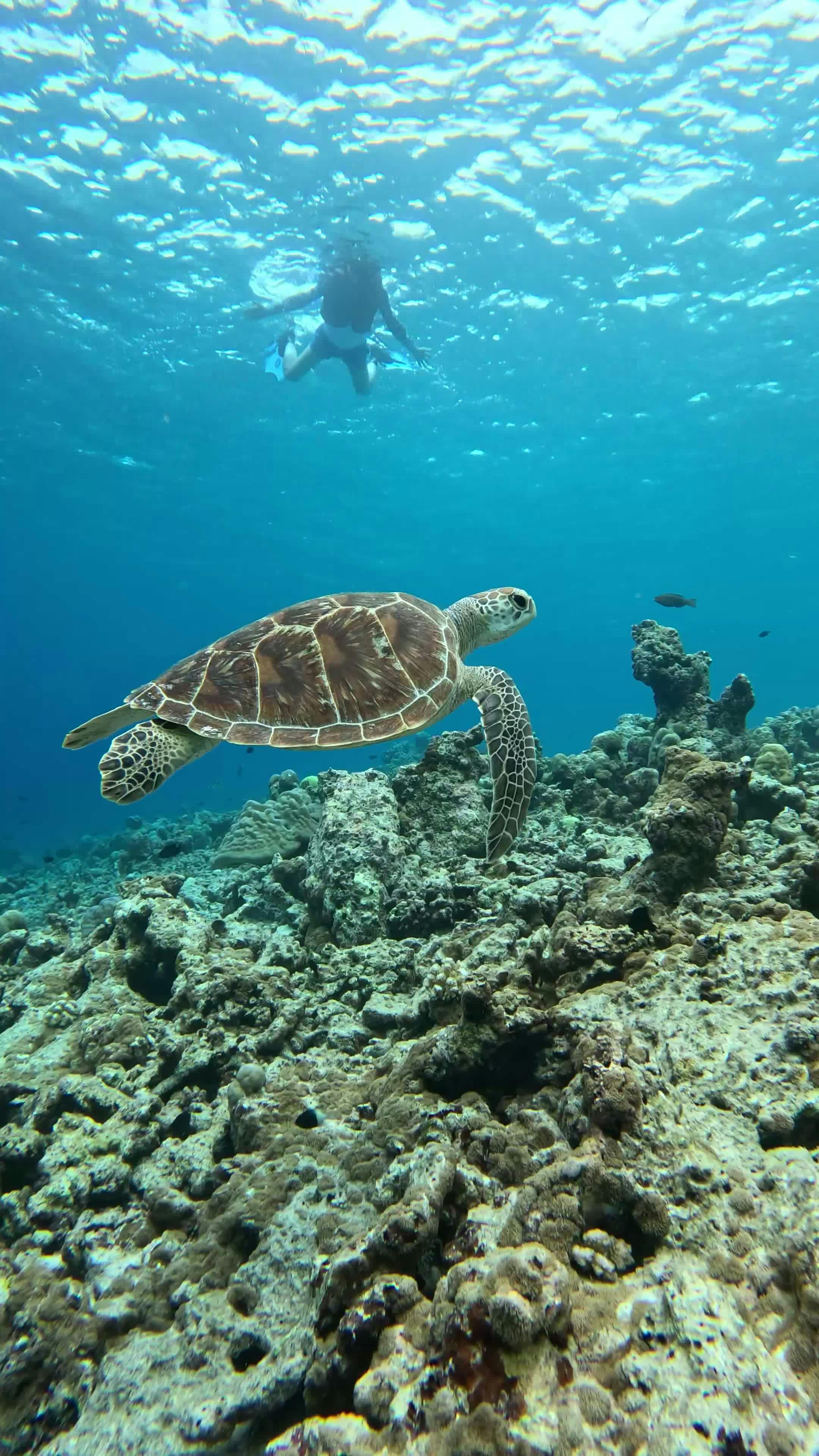 Sea Turtle Swims in Pristine Coral Reef Free Stock Video Footage ...