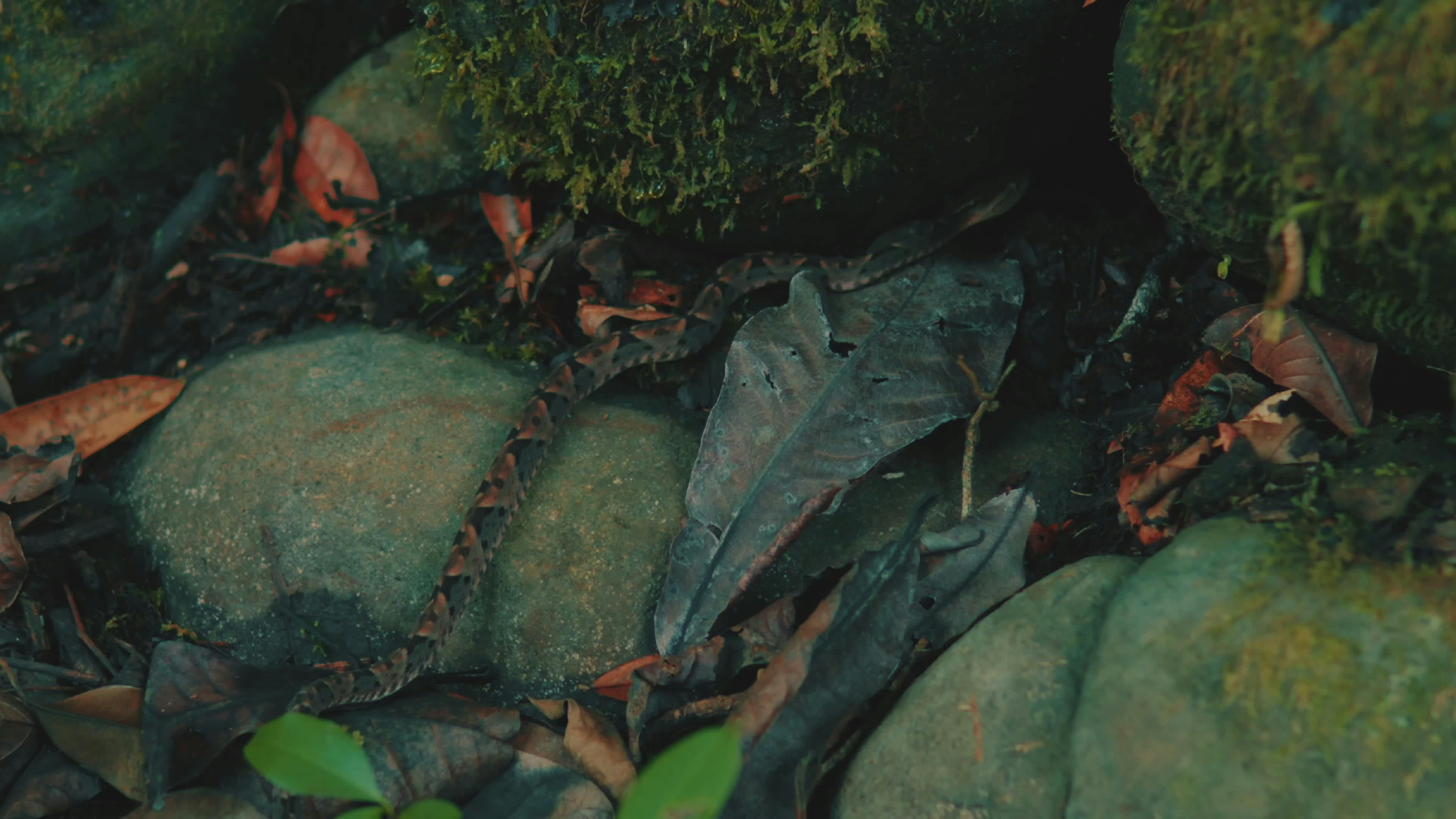 Clit+Up+Close Videos, Download The BEST Free 4k Stock Video Footage ...