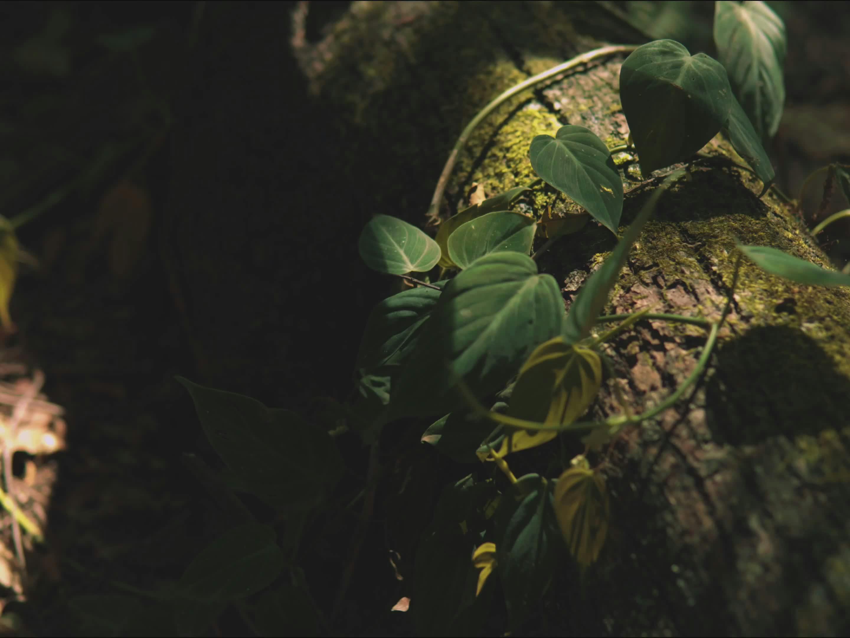 Close-Up of Ivy Vines on Forest Log Free Stock Video Footage, Royalty ...
