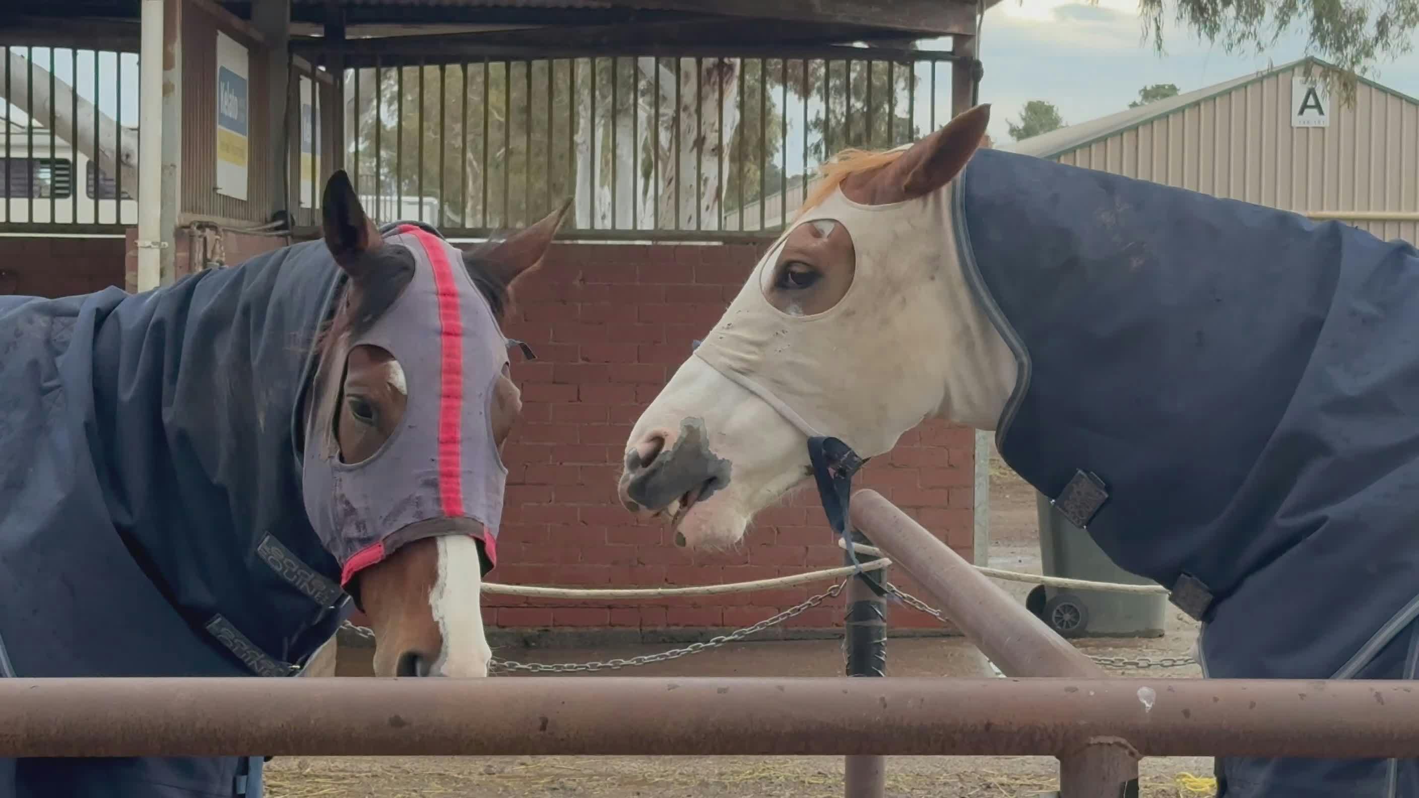 Horse Mating Videos, Download The BEST Free 4k Stock Video Footage ...