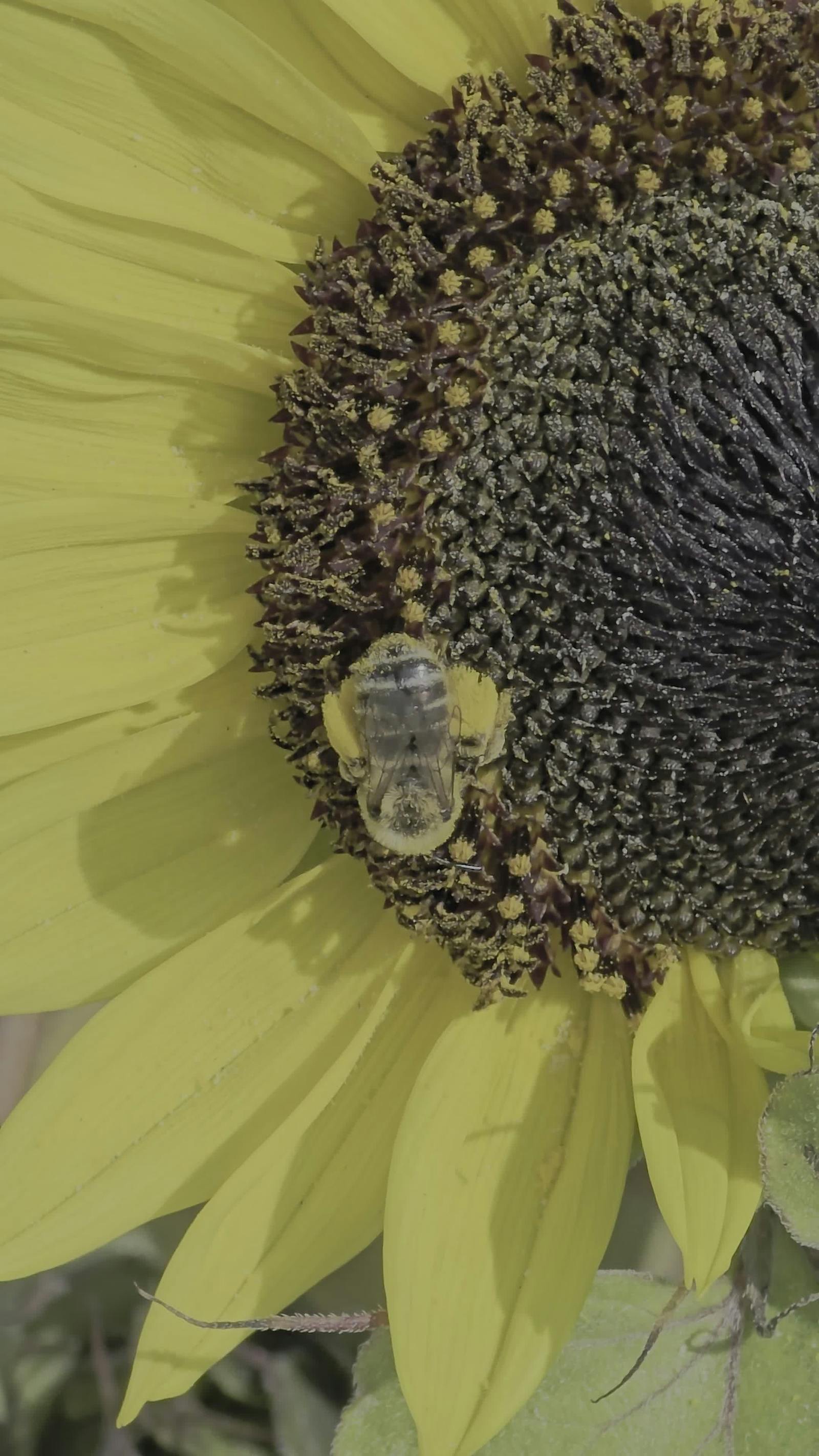 Animated Bee Videos, Download The BEST Free 4k Stock Video Footage ...