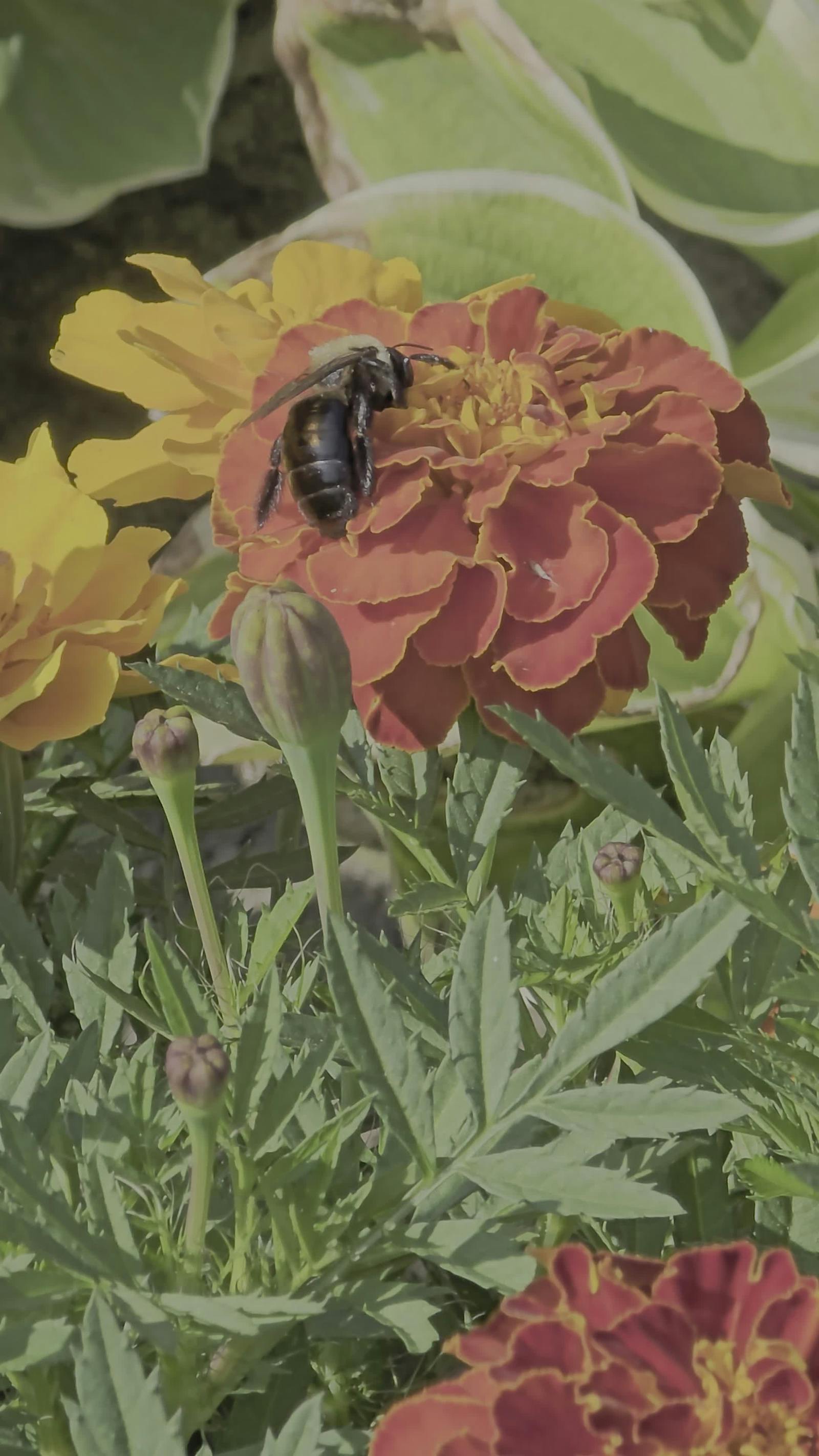 Animated Bee Videos, Download The BEST Free 4k Stock Video Footage ...