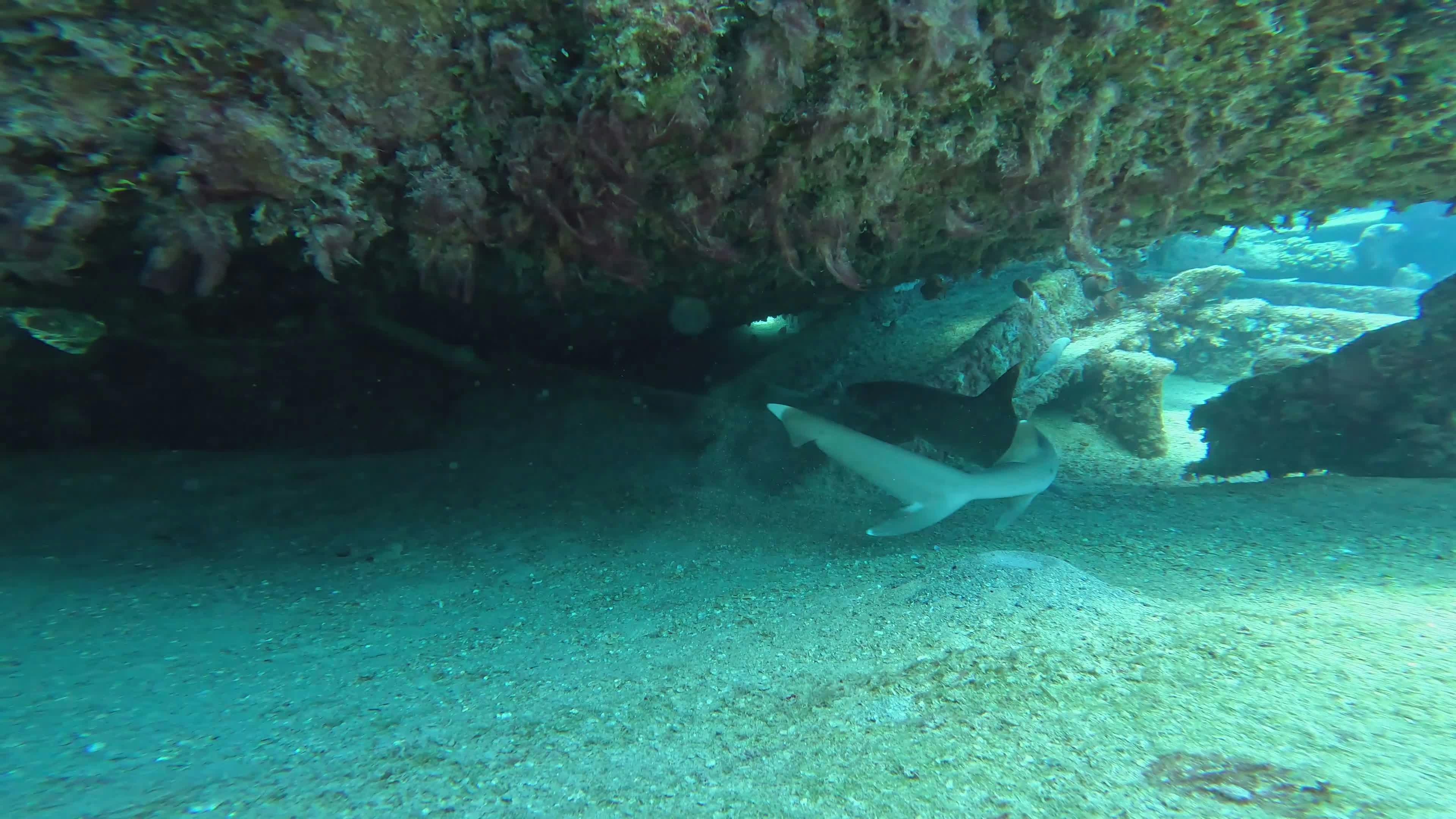 Sea Shark Videos, Download The BEST Free 4k Stock Video Footage & Sea ...