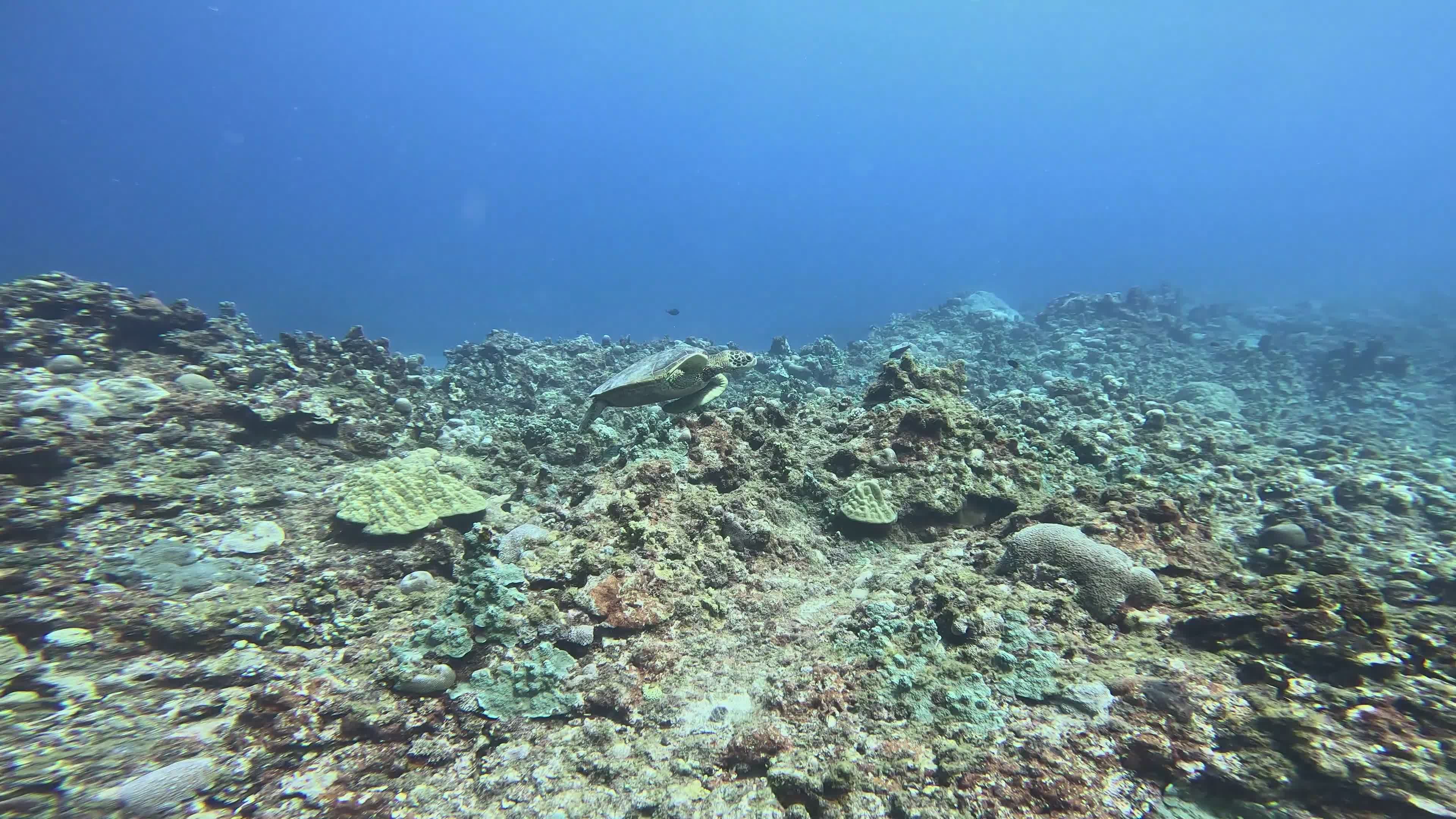 A Turquoise In The Deep Sea Free Stock Video Footage, Royalty-Free 4K ...