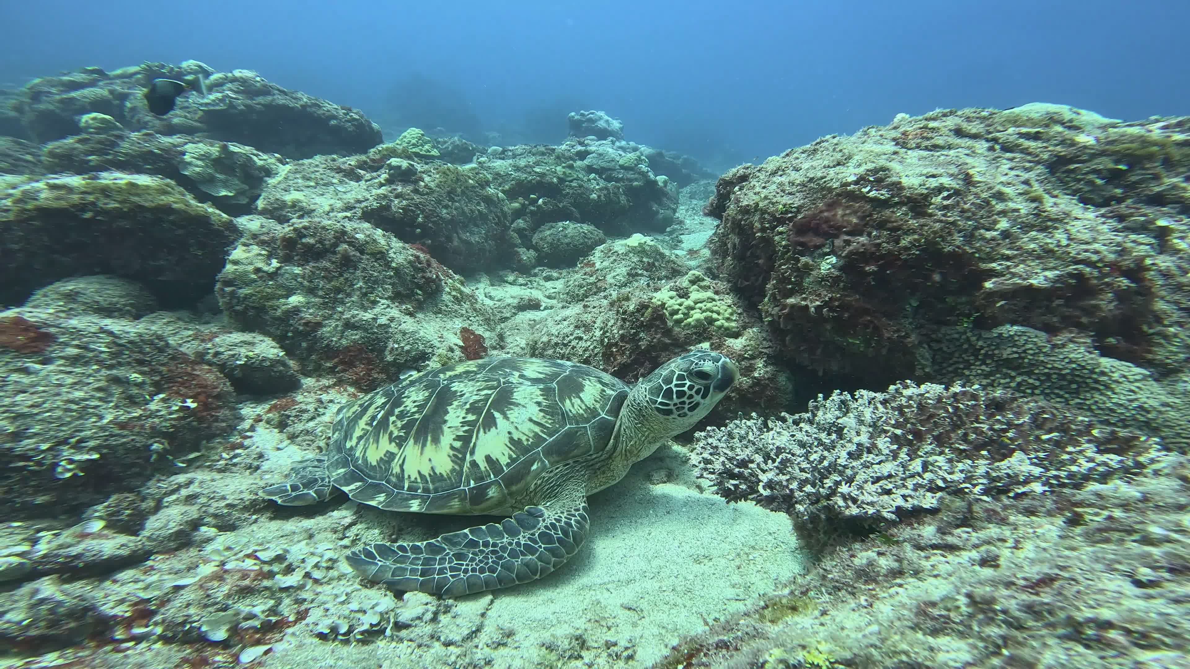 Underwater Video Videos, Download The BEST Free 4k Stock Video Footage ...