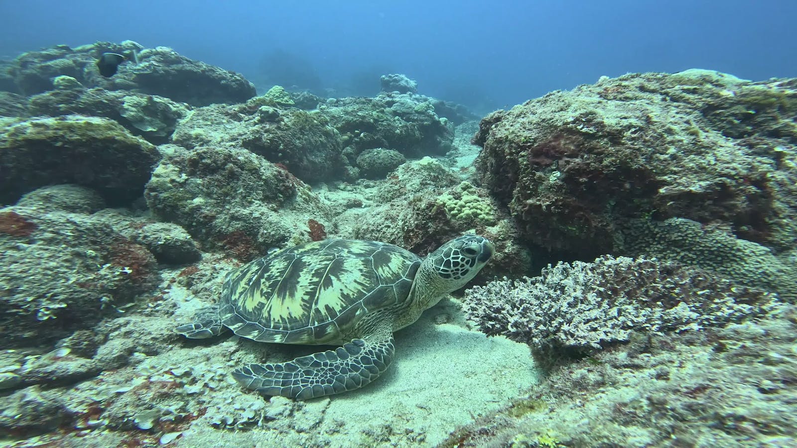 Animated Turtle Videos, Download The BEST Free 4k Stock Video Footage ...