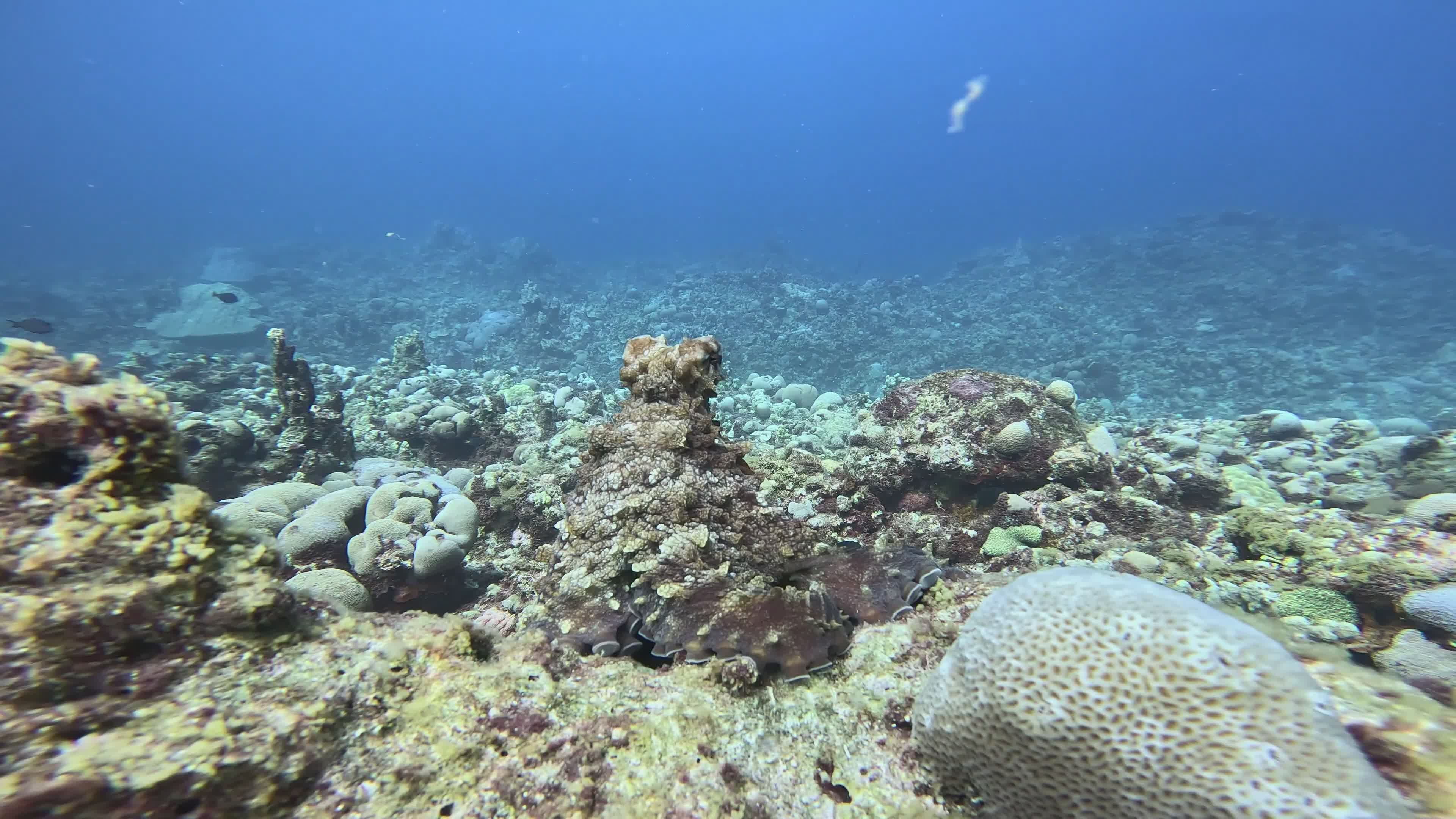 Vibrant Coral Reefs Underwater Exploration Free Stock Video Footage ...
