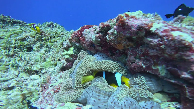 Indian+Sax+And+Kissing Videos, Download The BEST Free 4k Stock Video ...