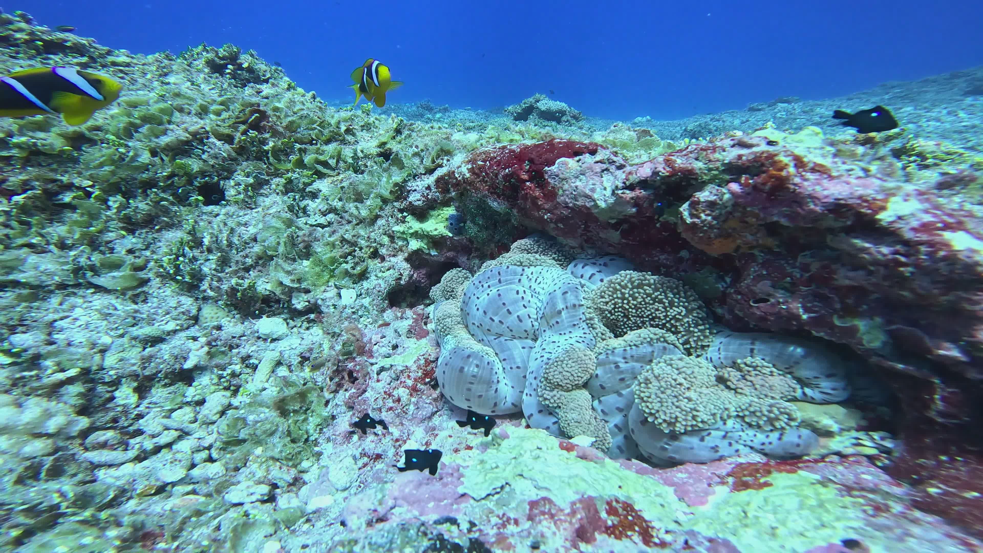 Colorful Marine Life in Vibrant Coral Reef Free Stock Video Footage ...