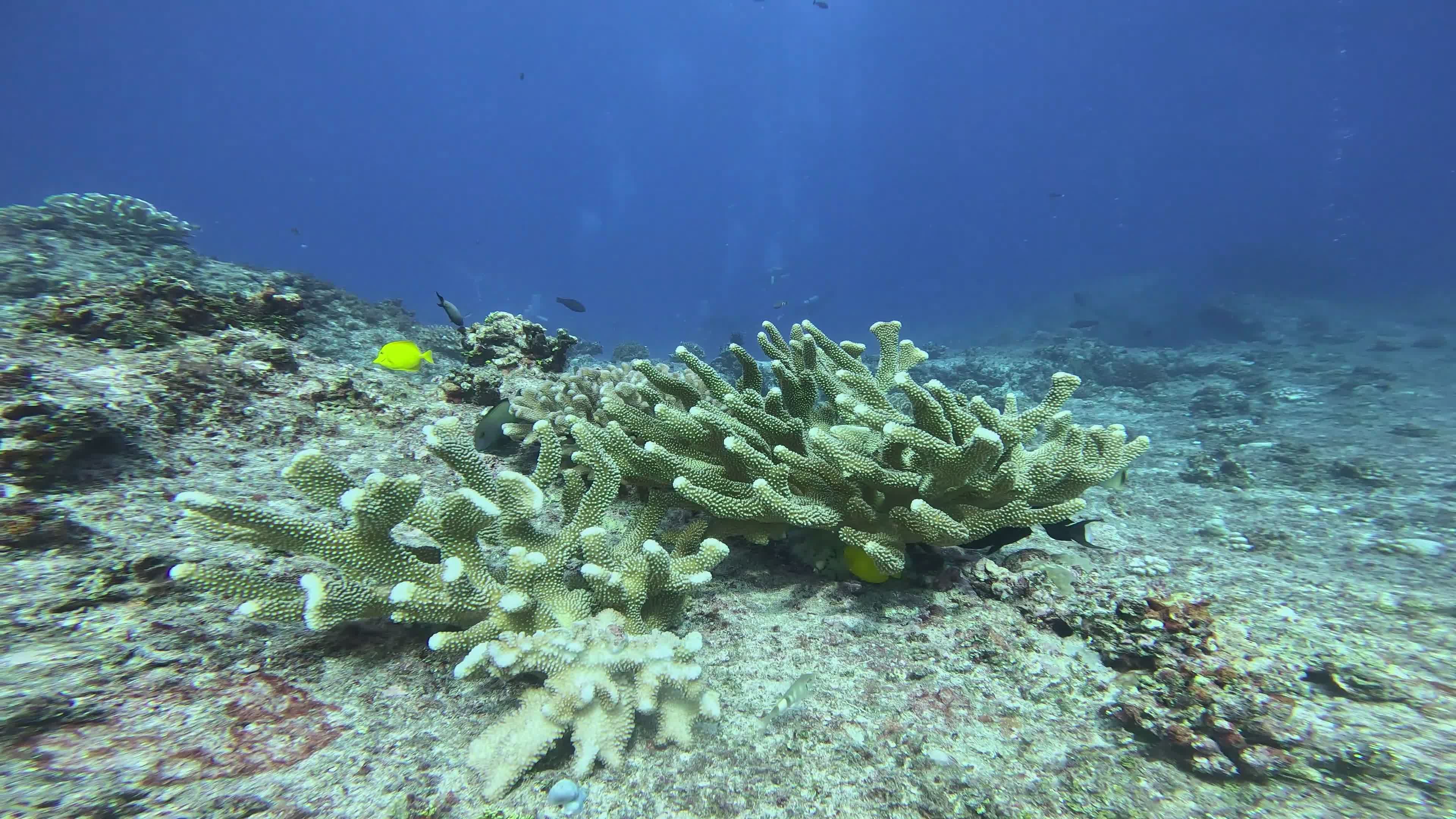 Sea Aquarium Videos, Download The BEST Free 4k Stock Video Footage ...