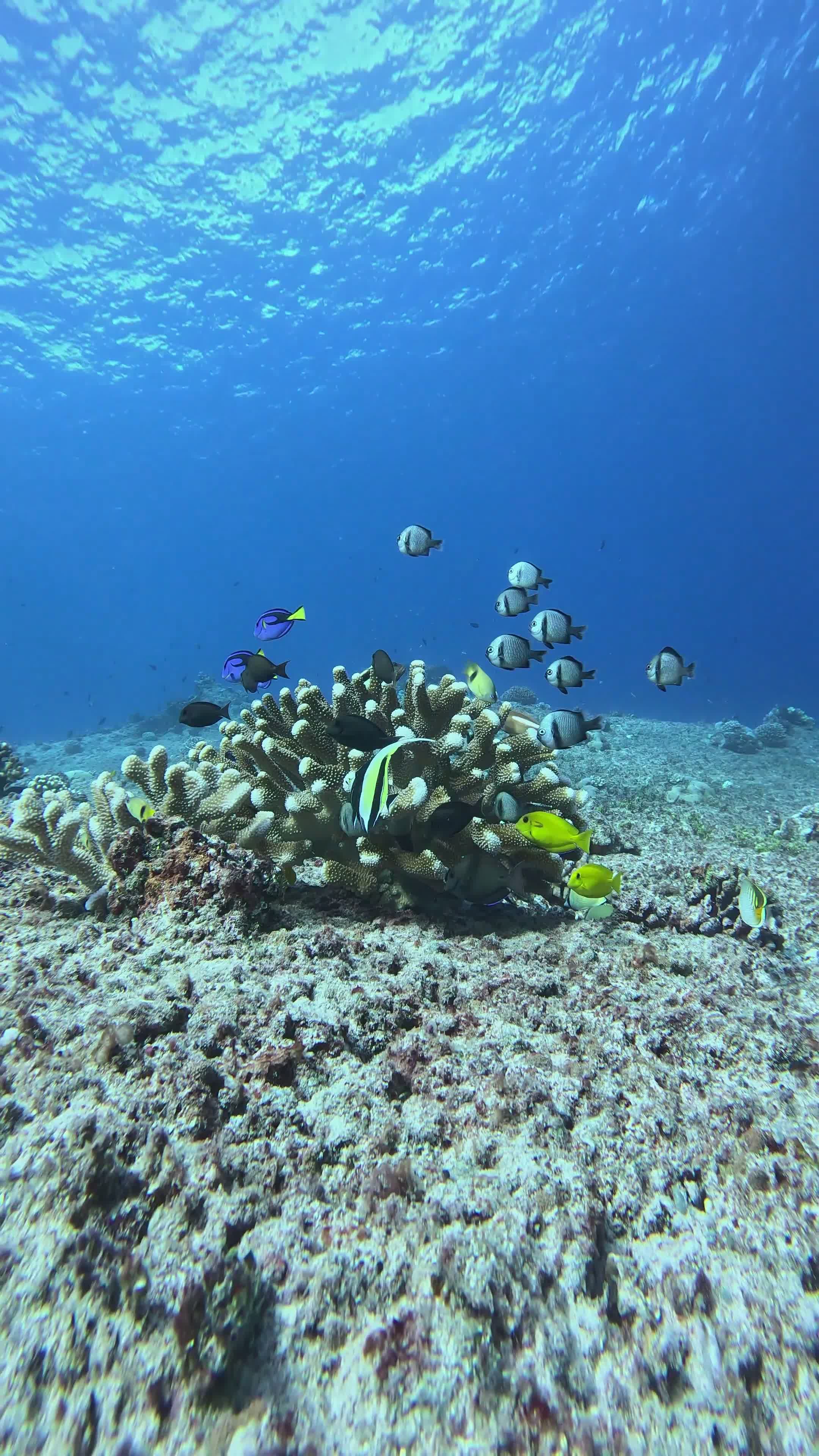 Vibrant Coral Reef Fish Underwater Scene Free Stock Video Footage ...