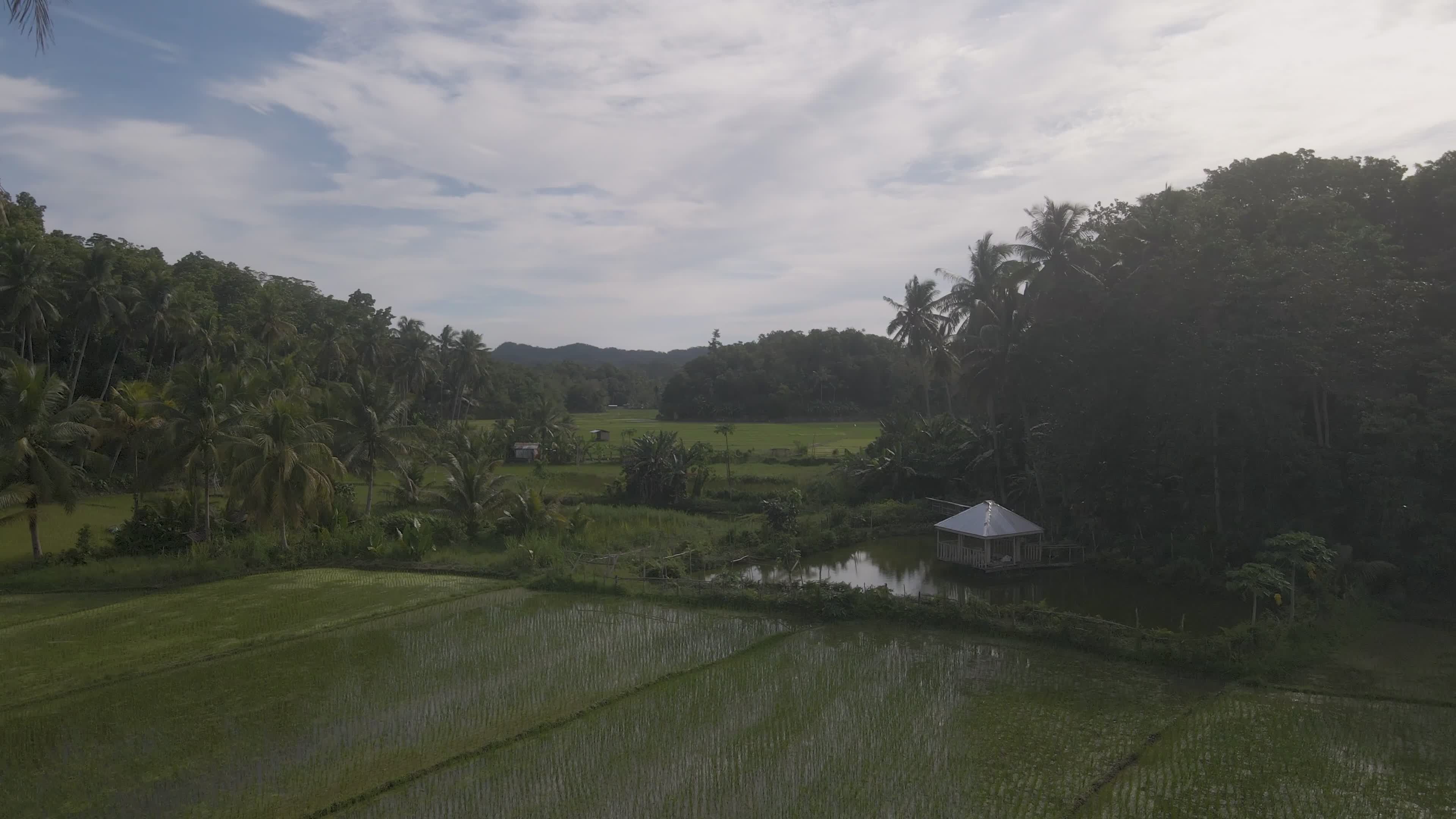 Champ De Riz Videos, Download The BEST Free 4k Stock Video Footage ...