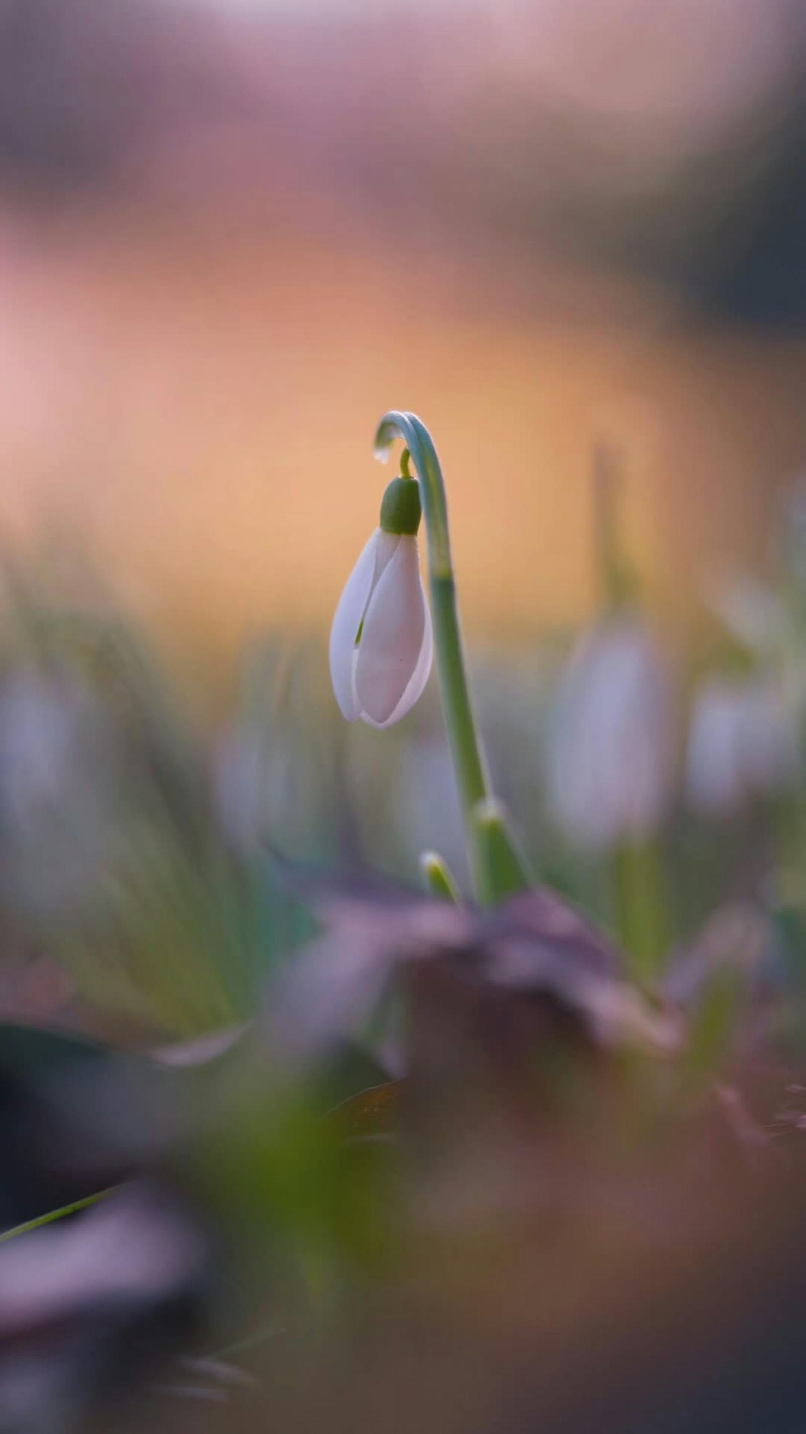 10.000+ Video Bokeh+barat+bokepmama+full+hd Terbaik · Unduh Gratis 100% ...