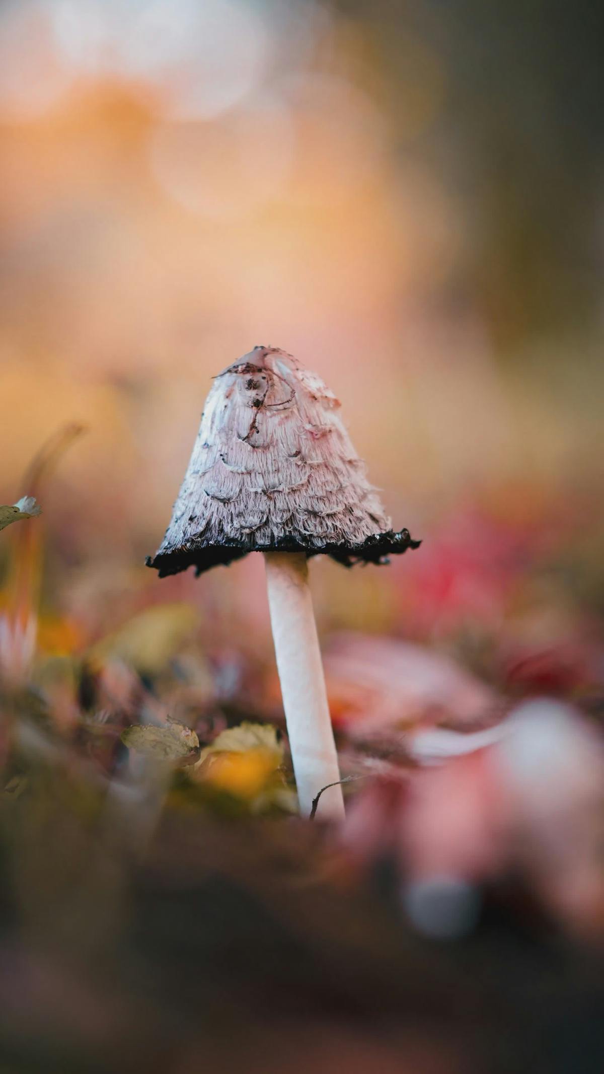 10.000+ Video Bokeh+barat+bokepmama+full+hd Terbaik · Unduh Gratis 100% ...