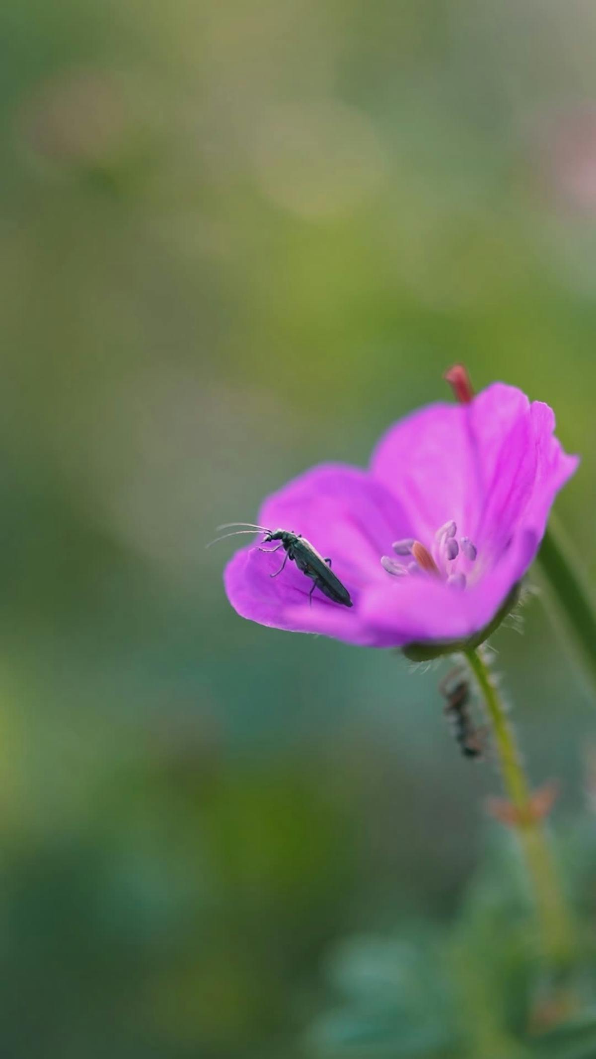 Bokeh Jepang Cantik Videos, Download The BEST Free 4k Stock Video ...