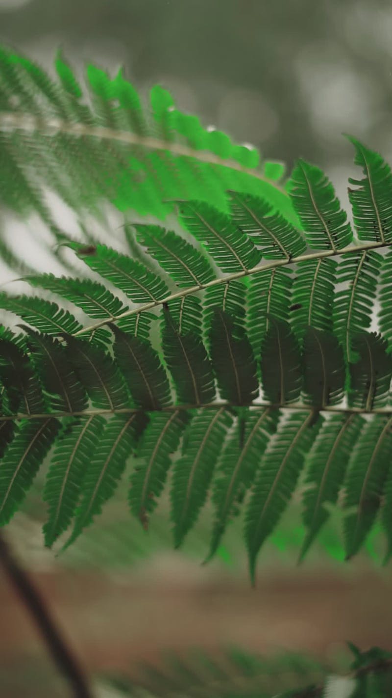 Tapir+Mating+Up+Close Videos, Download The BEST Free 4k Stock Video ...