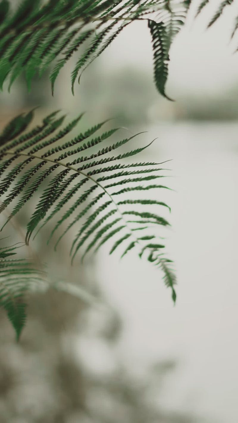 Tapir+Mating+Up+Close Videos, Download The BEST Free 4k Stock Video ...